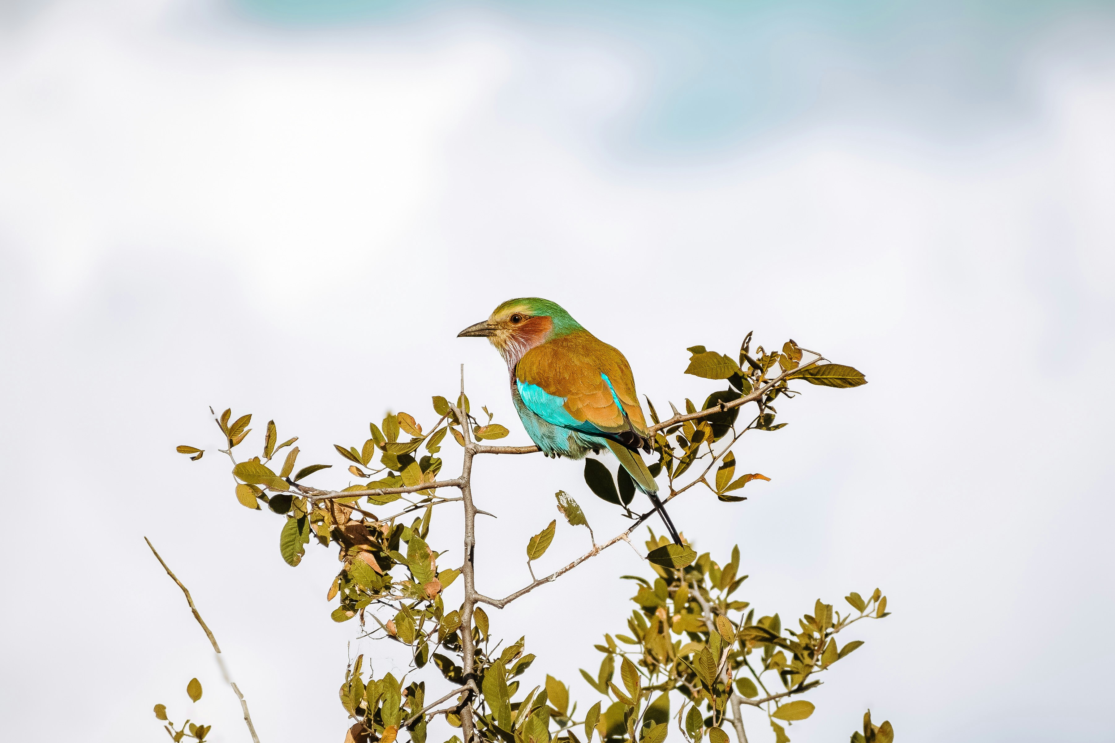 Iridescent Songbird on a Sunlit Branch