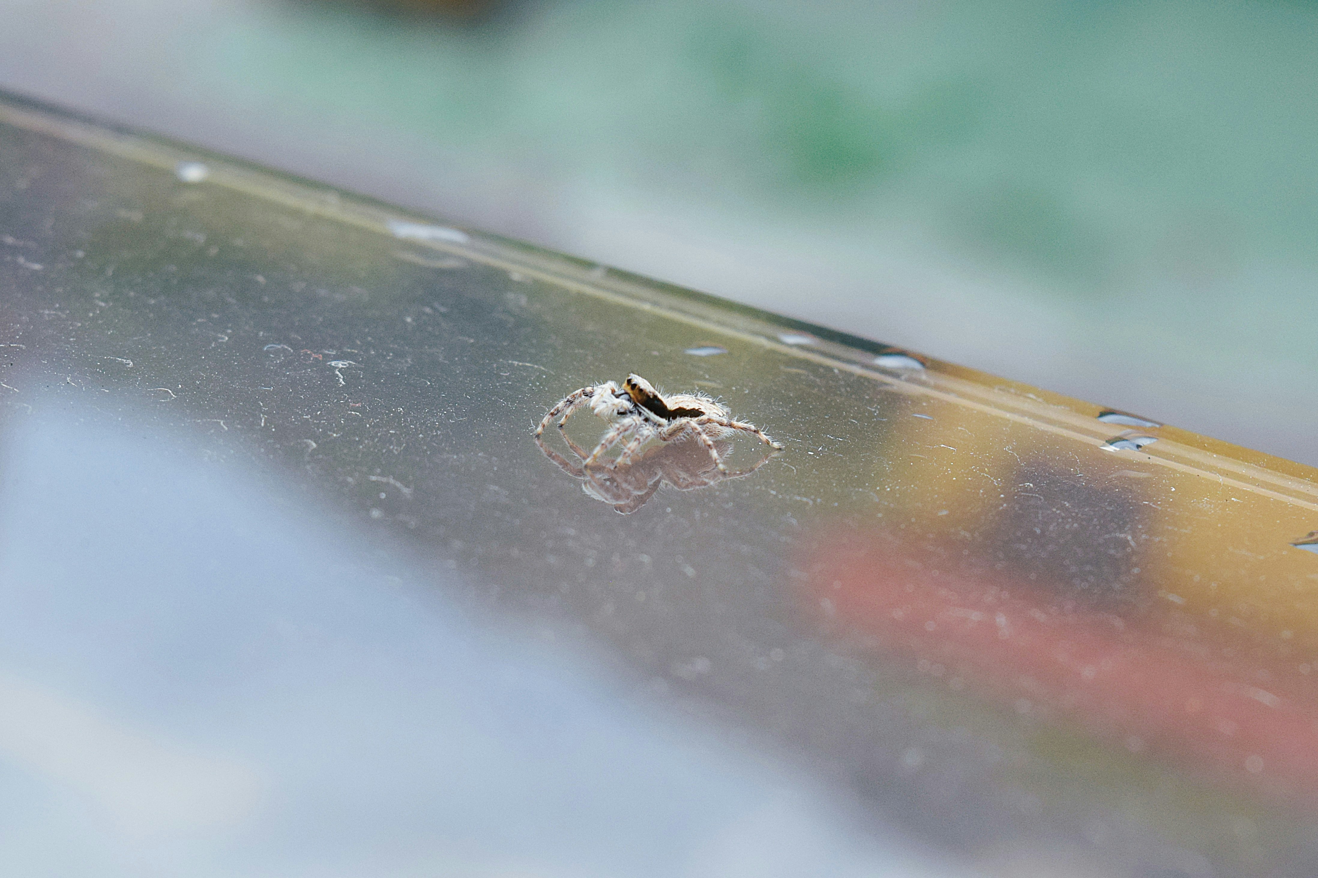 Macro Moment: Tiny Insect on a Weathered Rail with Soft Color Blur