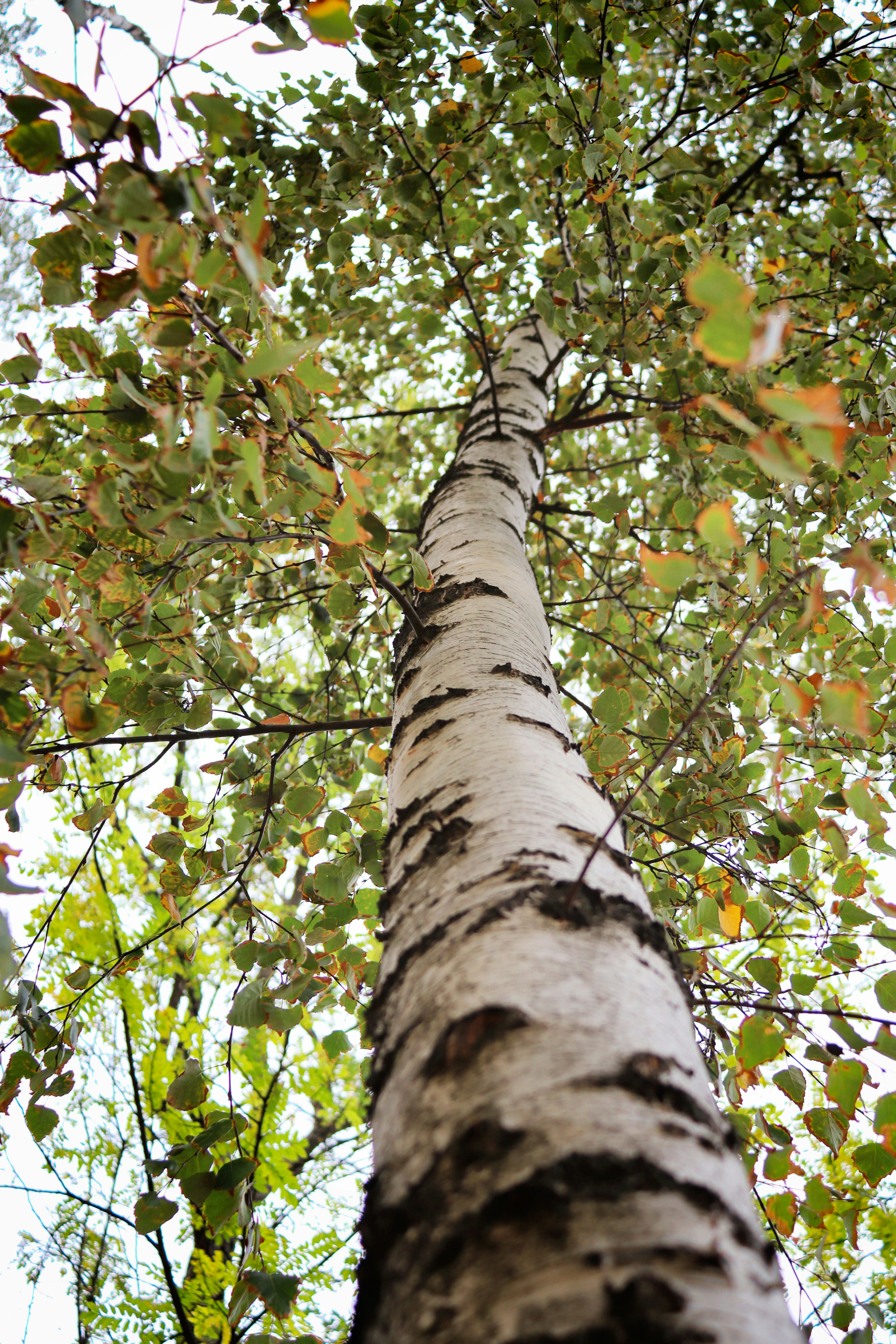 Birch Tower: Looking Up Through a Dappled Green Canopy
