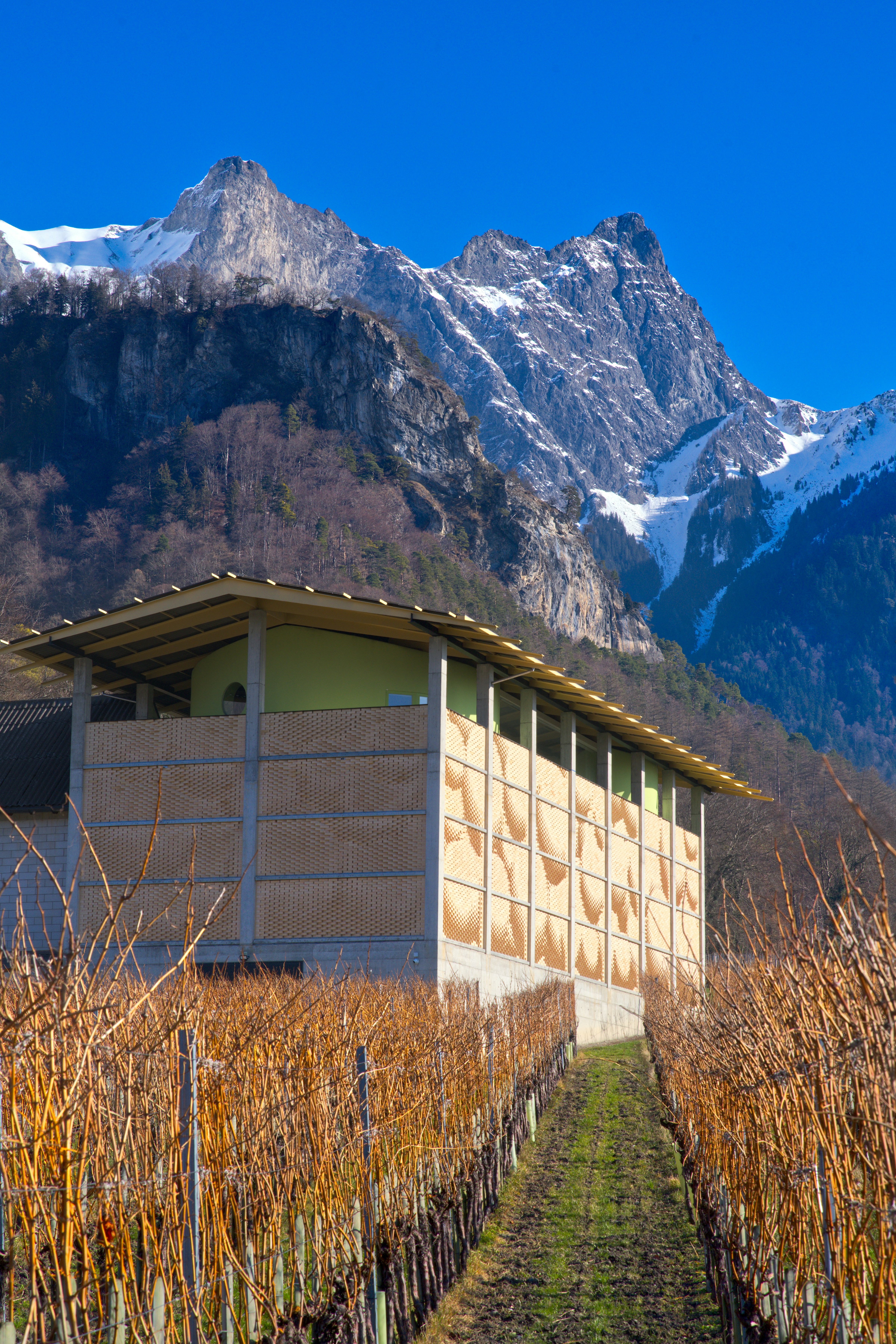 The bricks of the wall were set with small turns. The grapes appear in sunlight.