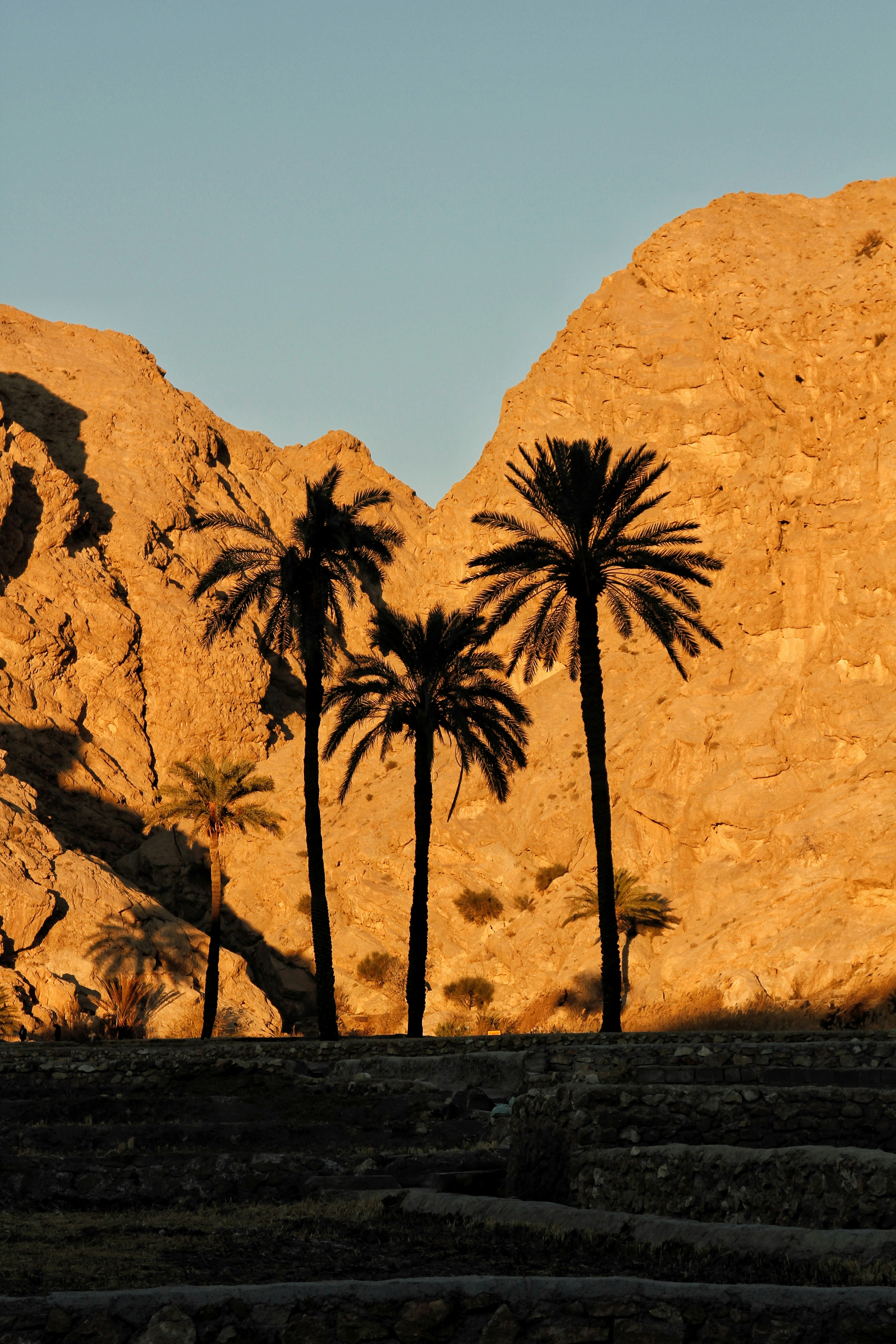 Desert Palms in Golden Light Between Cliff Faces