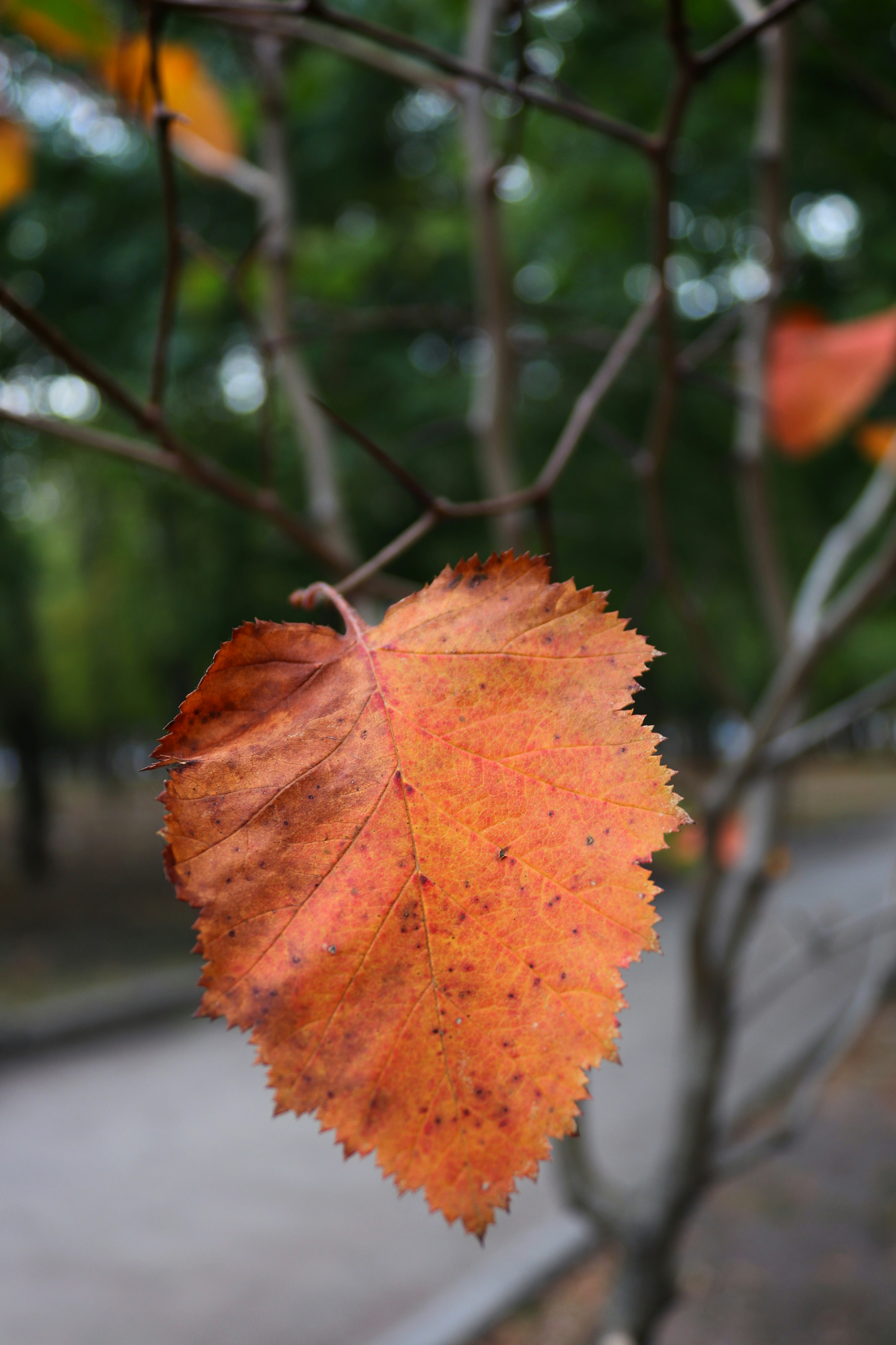 Autumn's Ember: A Leaf in Crystal Focus