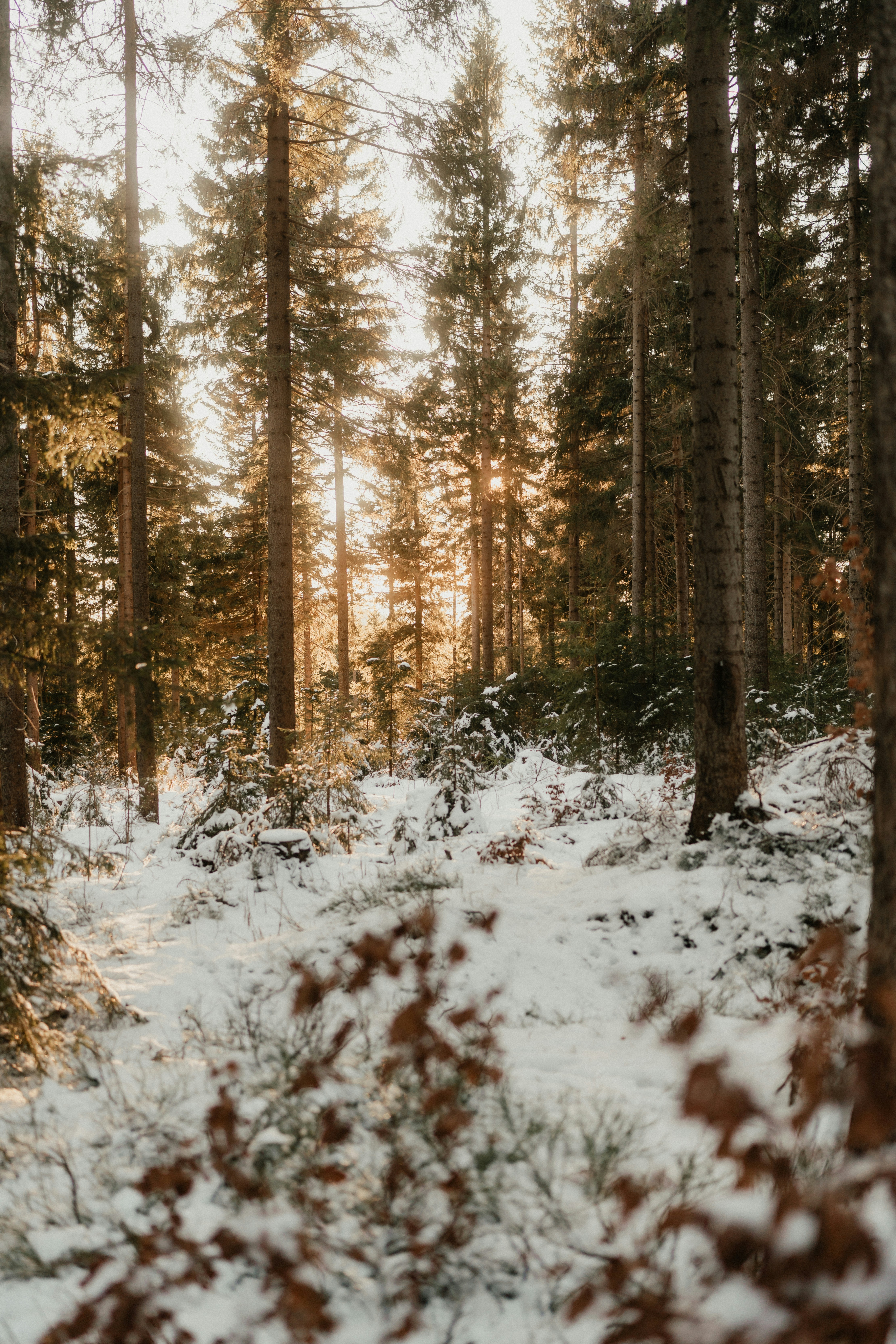 A path through a snowy forest with tall trees photo – Free Forest Image ...
