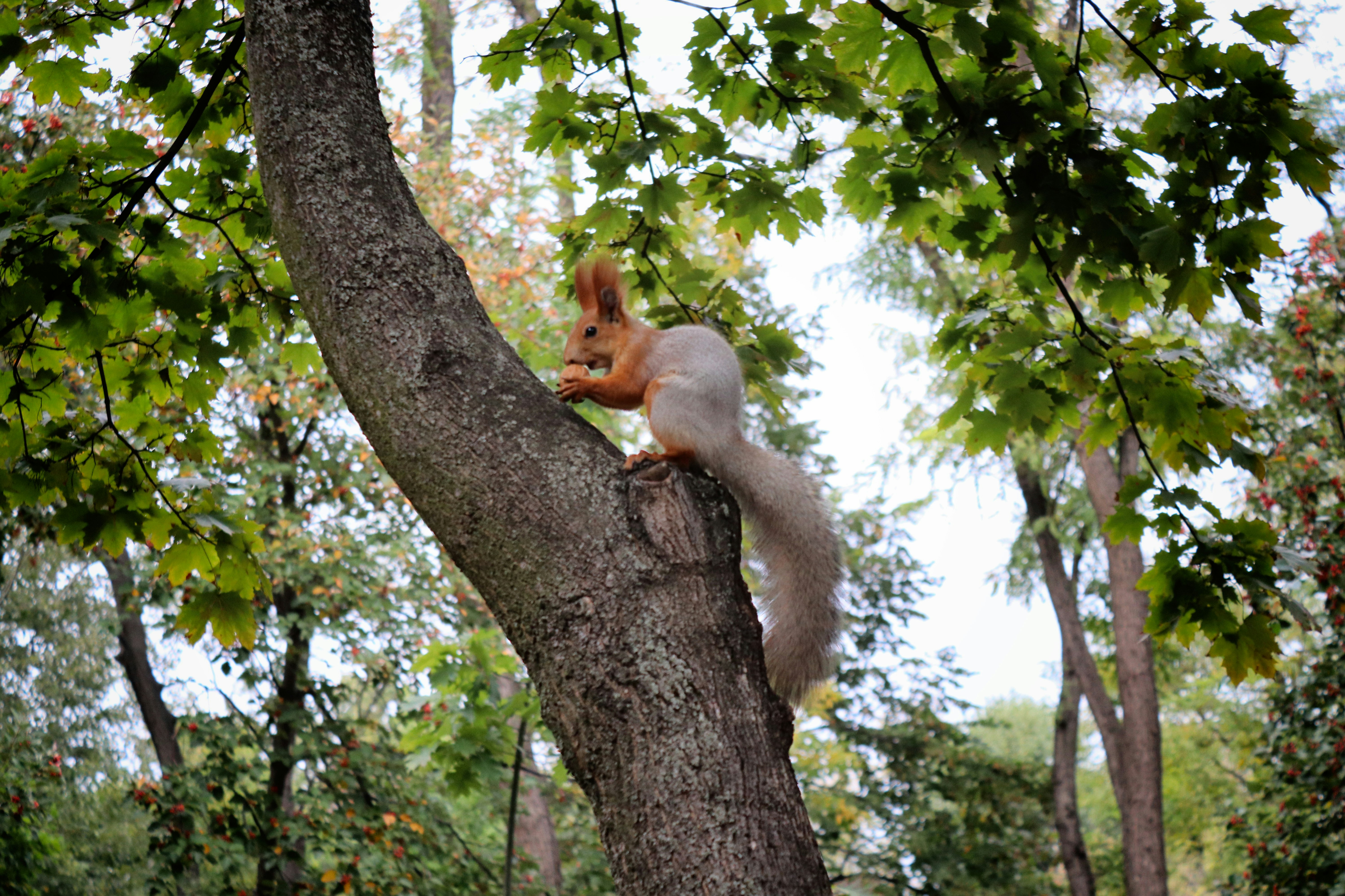Acorn Acrobat on a Sunlit Forest Trunk