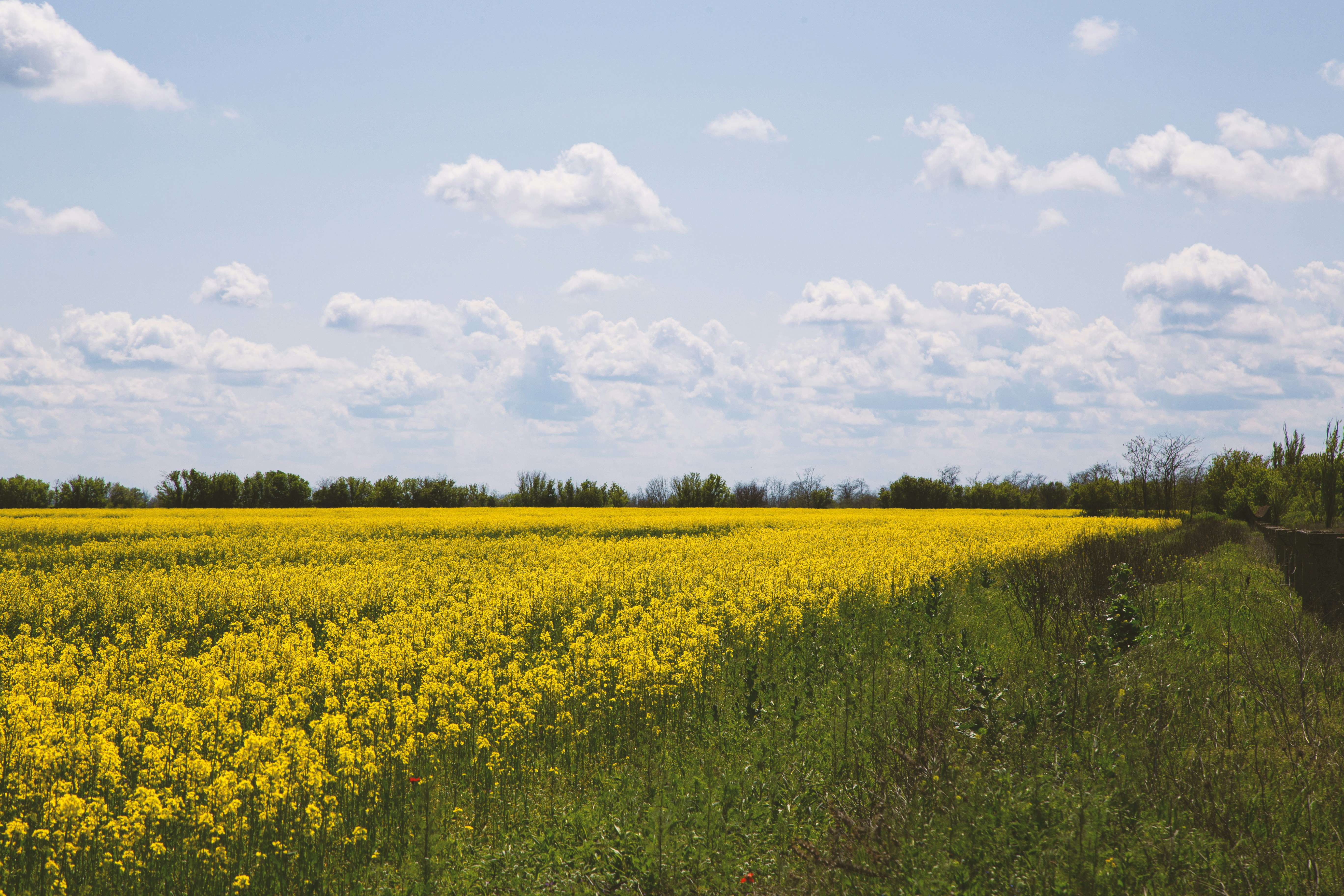 Vast field of vibrant yellow flowers under a bright blue sky with scattered clouds.