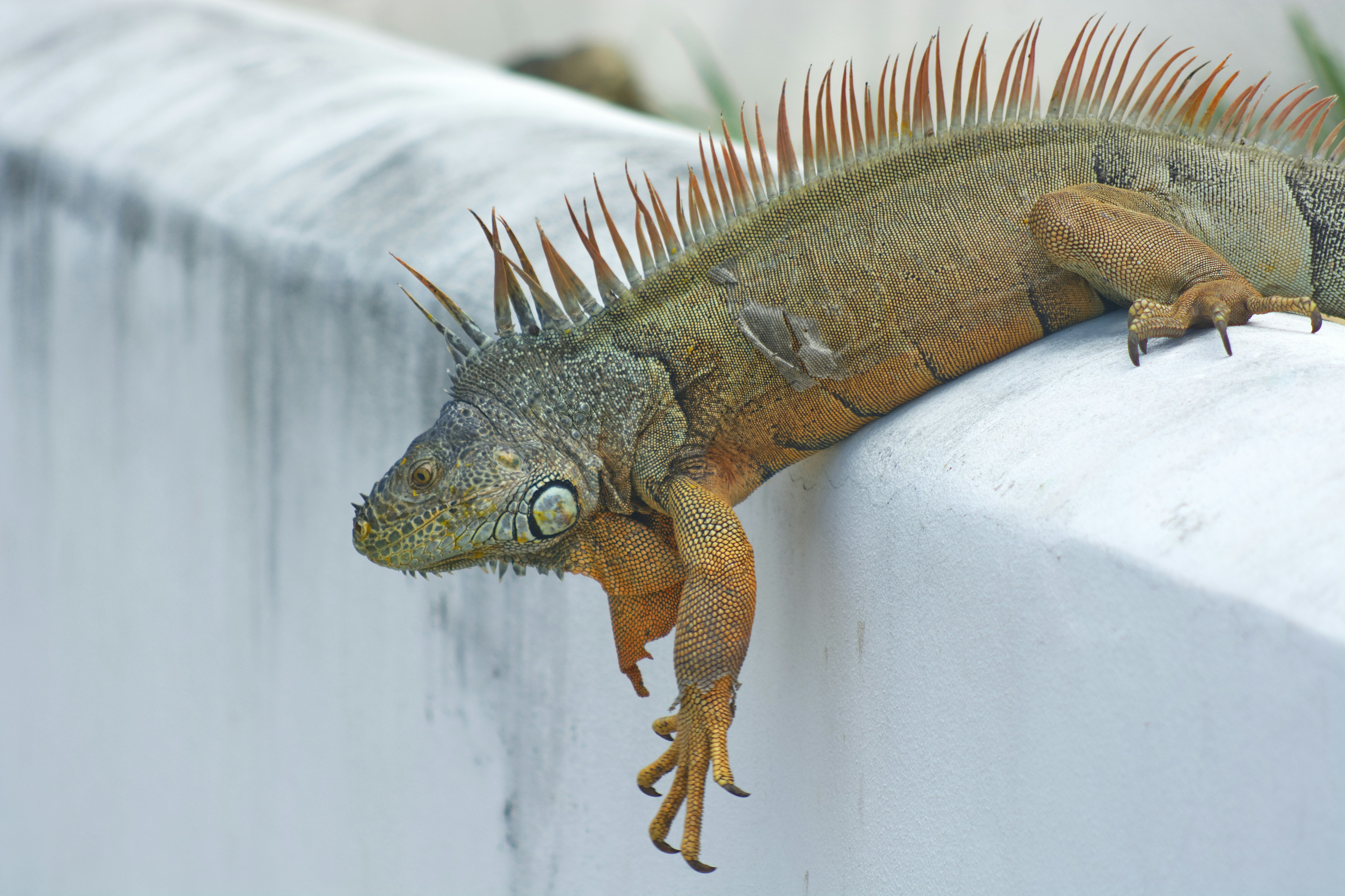 Vibrant iguana basking on a sunlit white wall with intricate scales and striking orange and green hues.