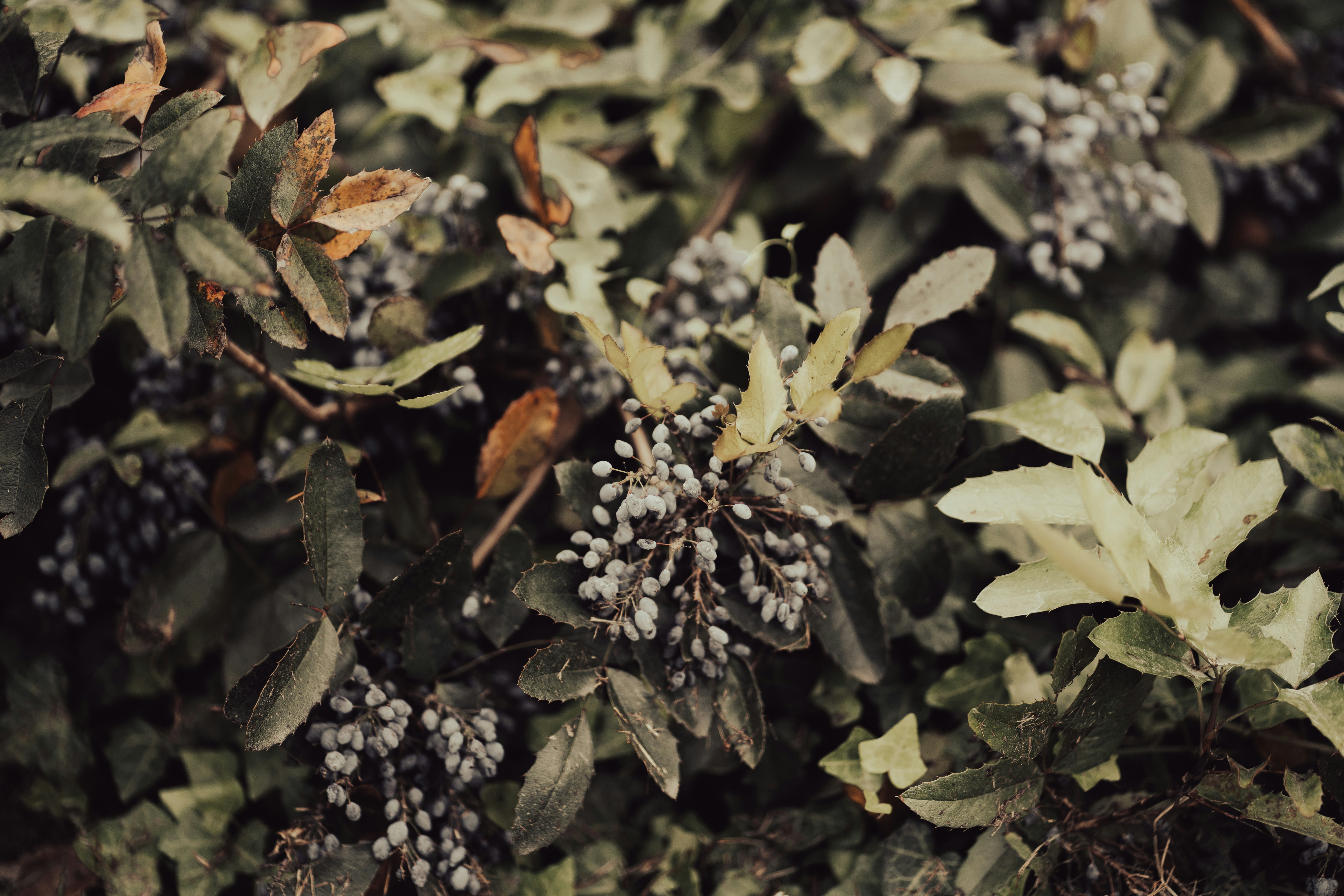 Erinada Valpurgieva (@fairycarousel) | Komunitas Foto Unsplash