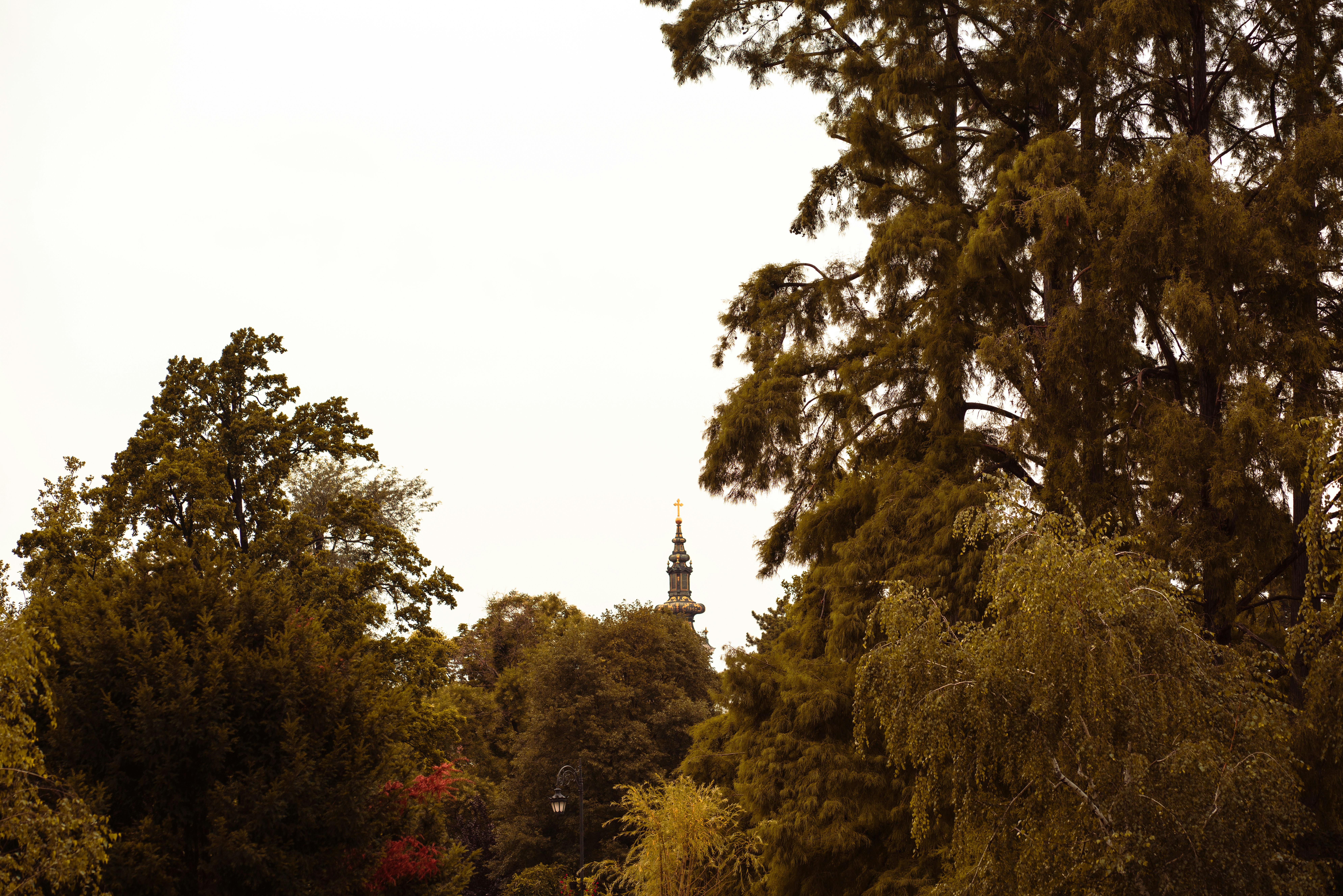 Tall trees frame a distant spire under a pale sky, hinting at fall's approach.