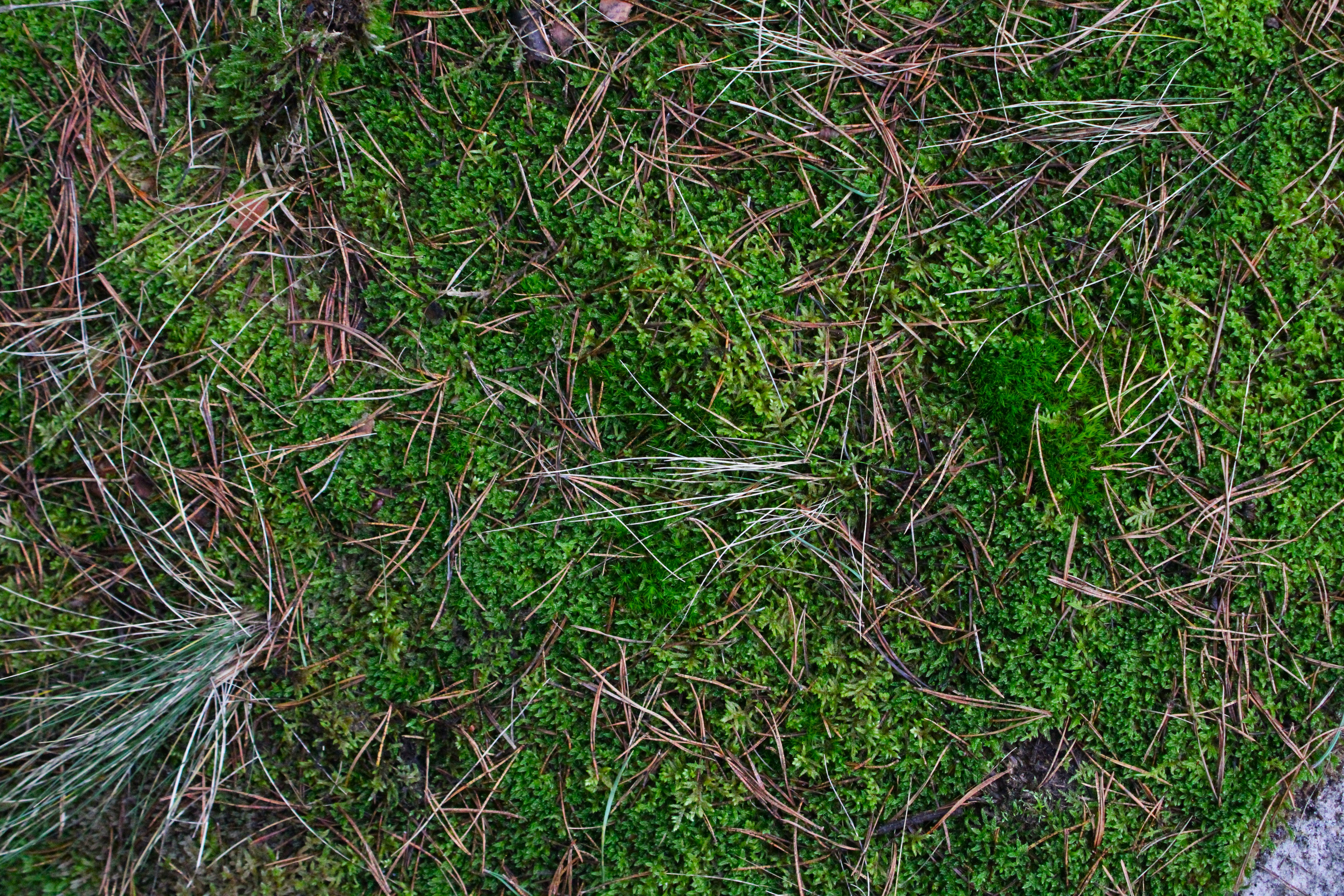 Broken Grass Texture Pictures | Download Free Images on Unsplash