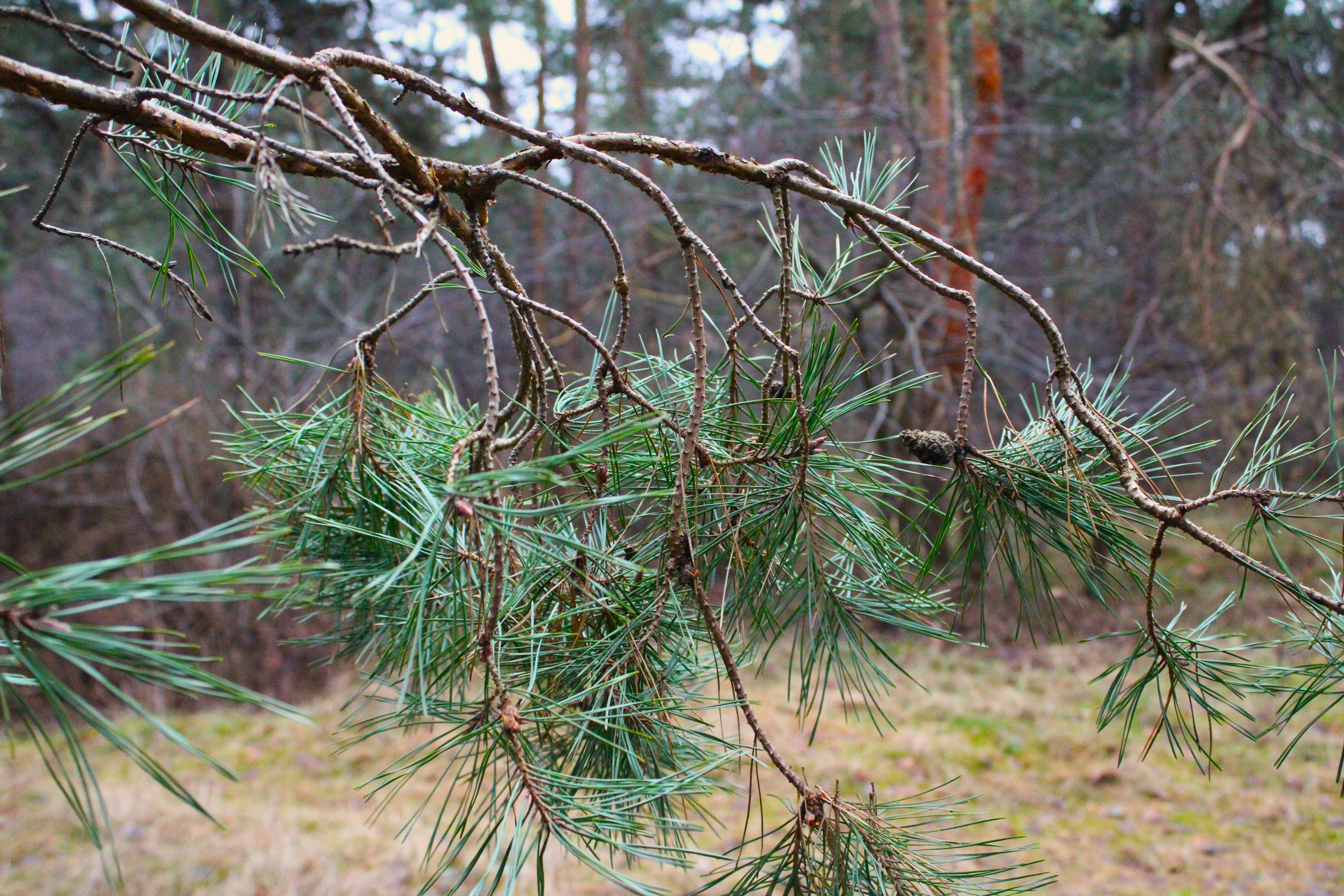 Awaiting Winter Light: Pine Needles Framing a Quiet Forest Floor