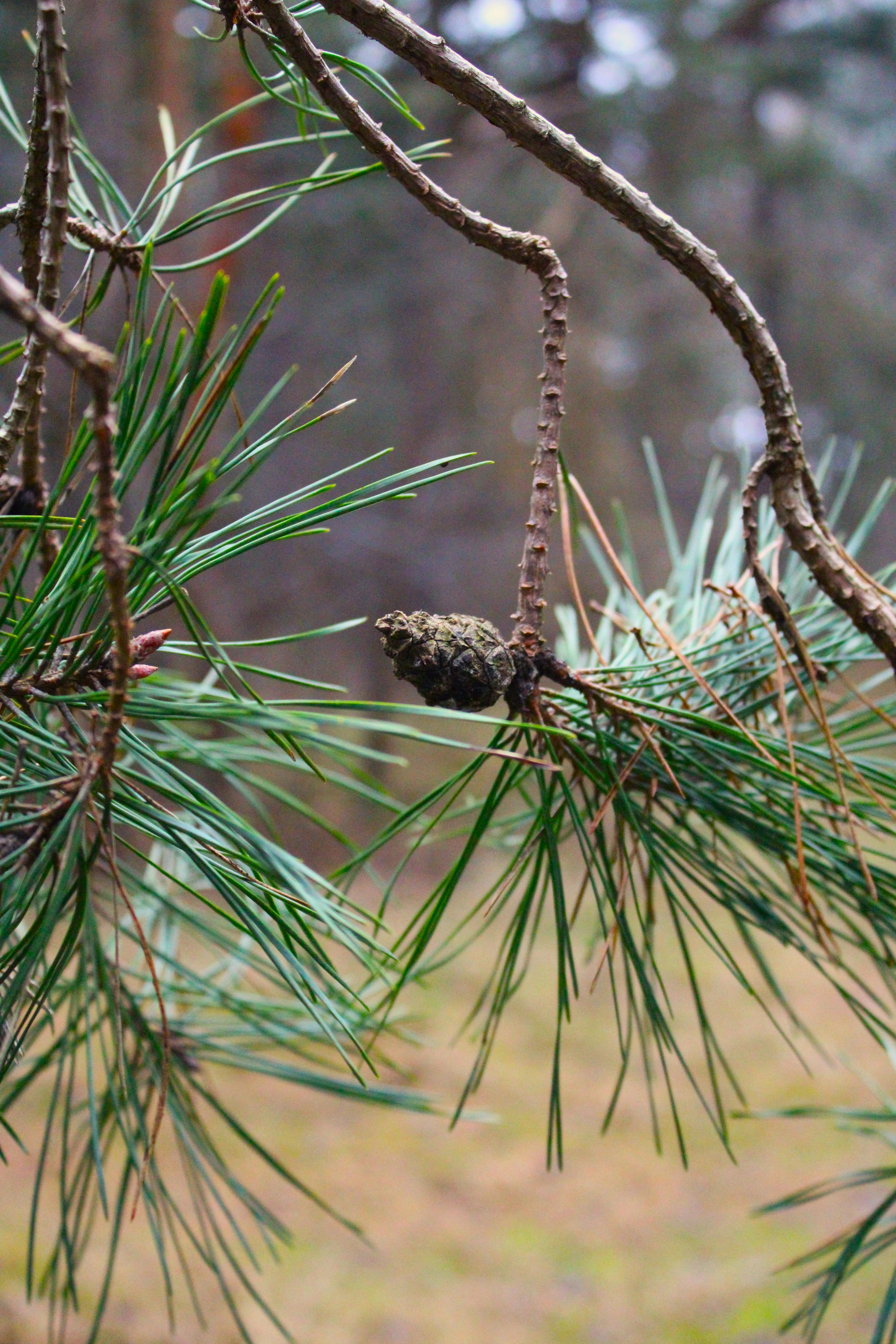 Lone Pine Cone Framed by Needle-Threaded Branches in a Quiet Forest