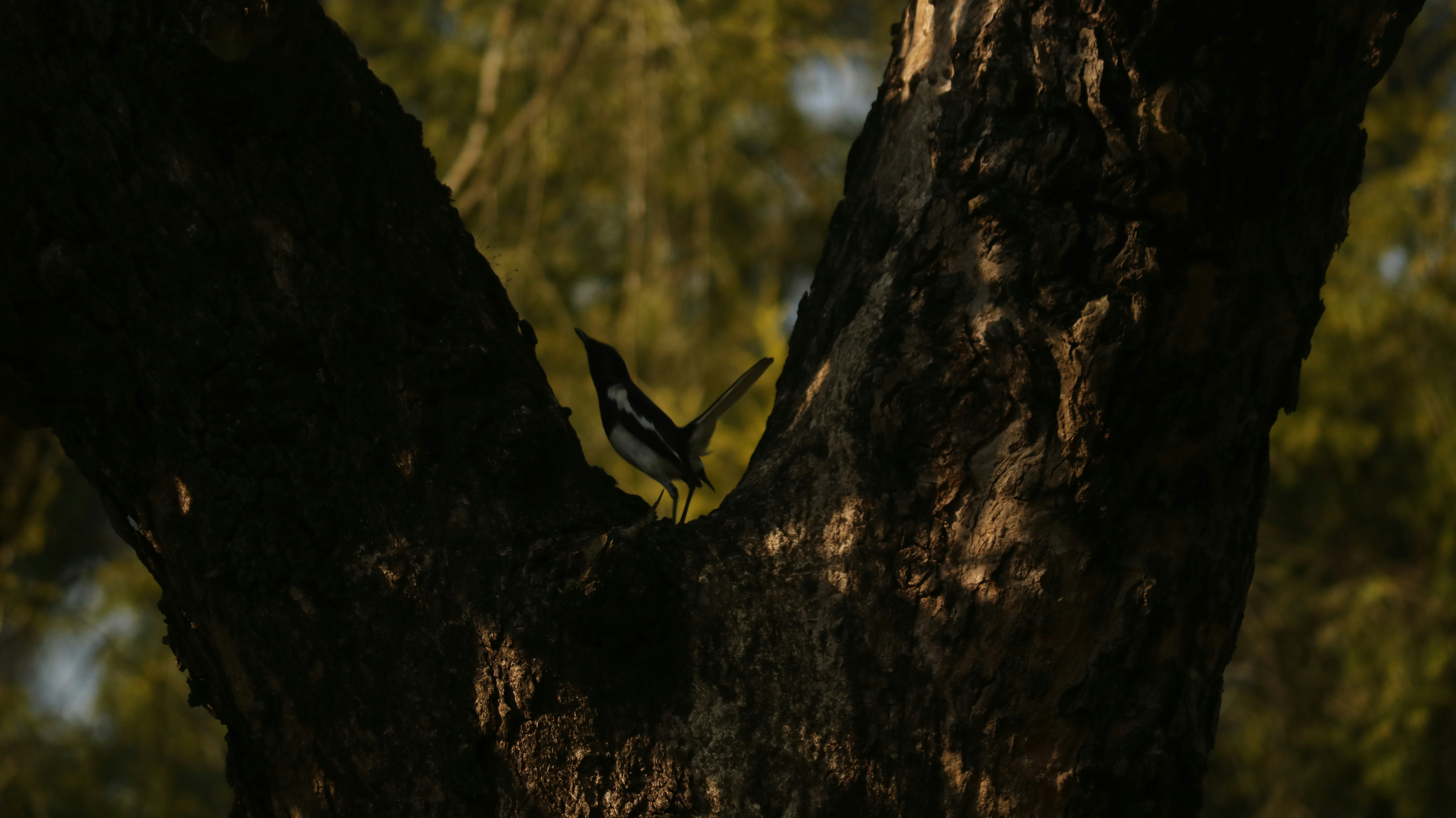 Nature's Embrace: Winged Whisperer in the Canopy