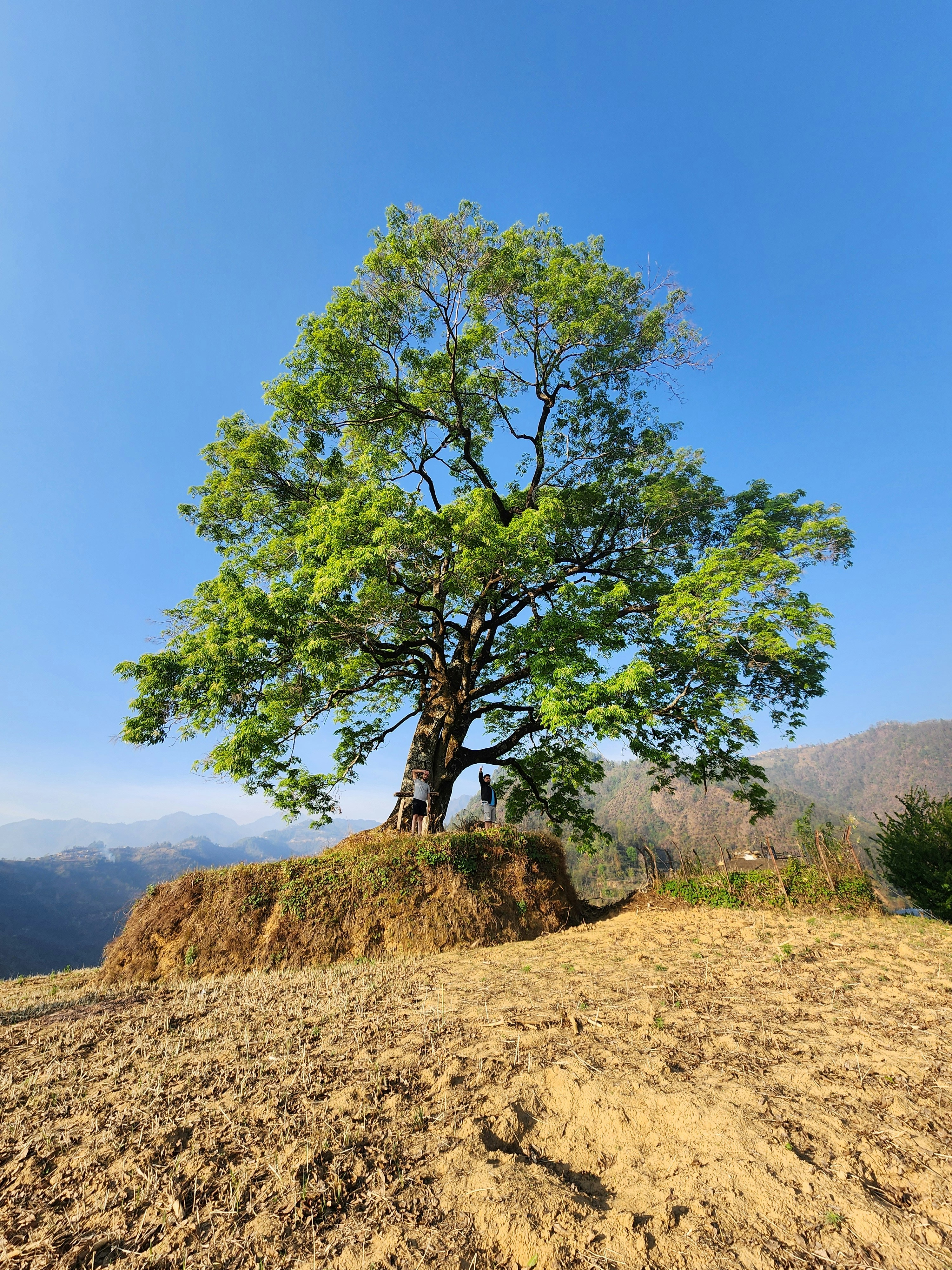 The Sentinel Oak on a Ridge Under a Boundless Blue