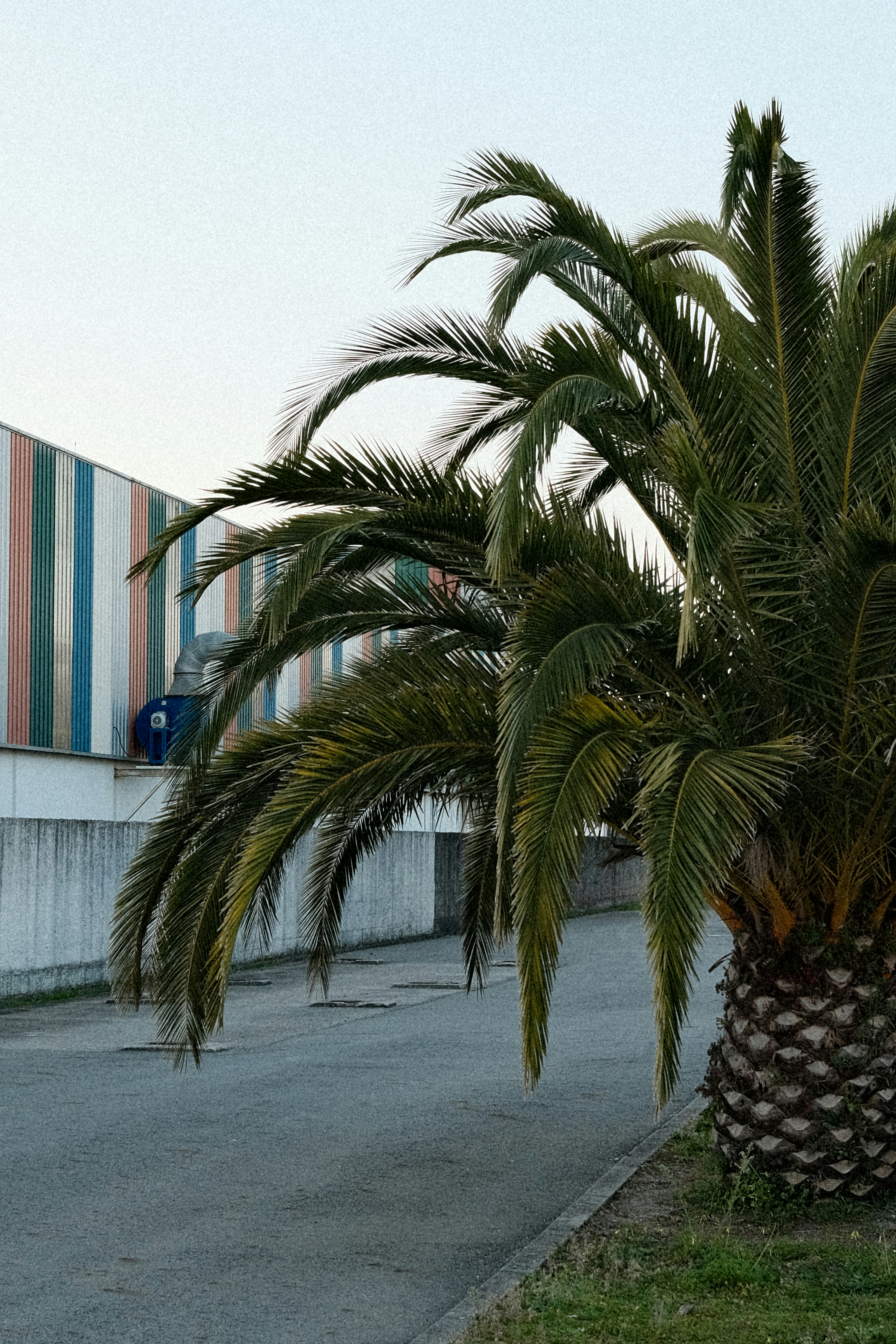 Palm Fronds Framing a Quiet Industrial Lane