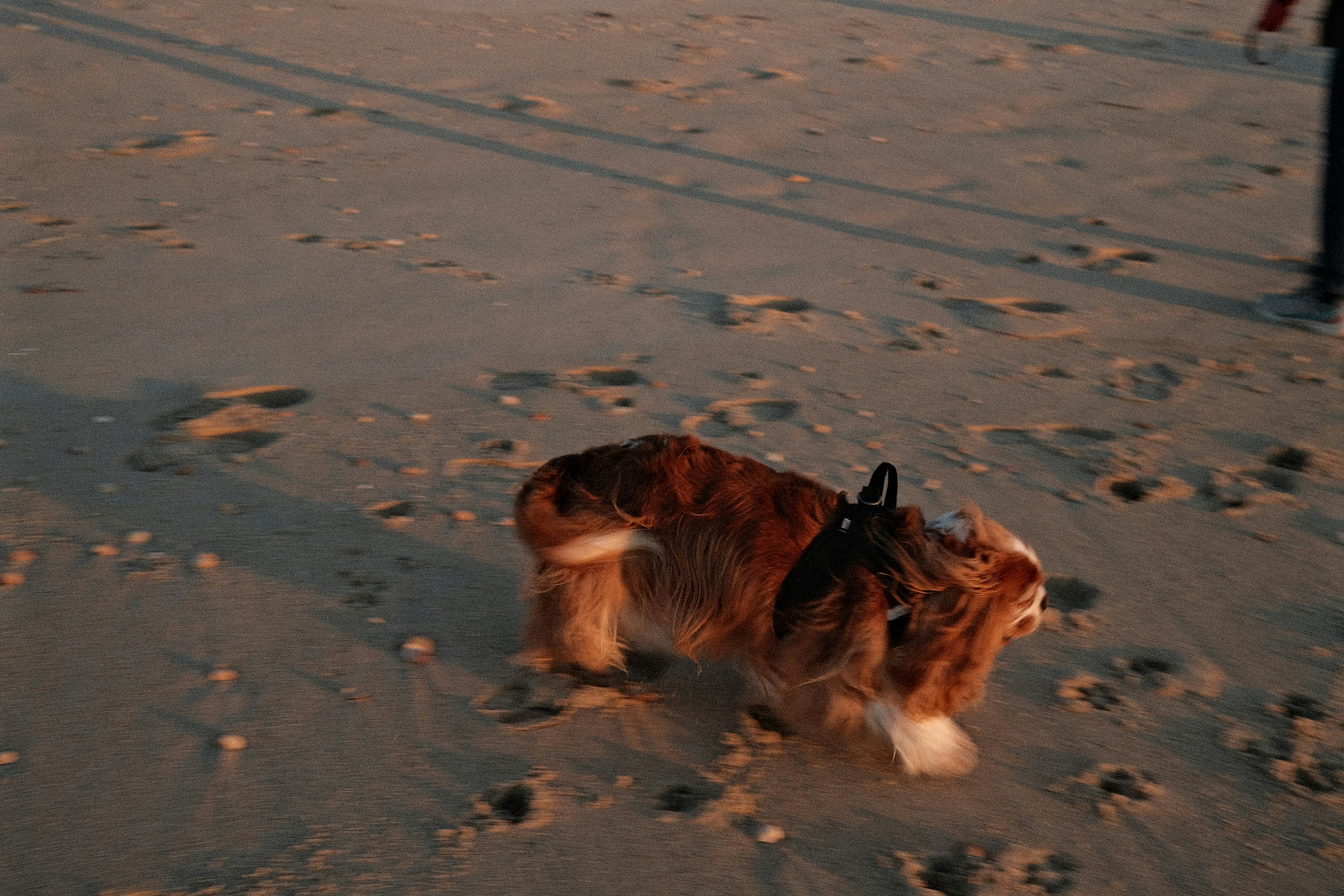 Amber Hour on Pawprints: A Long-Haired Dog Roams the Beach