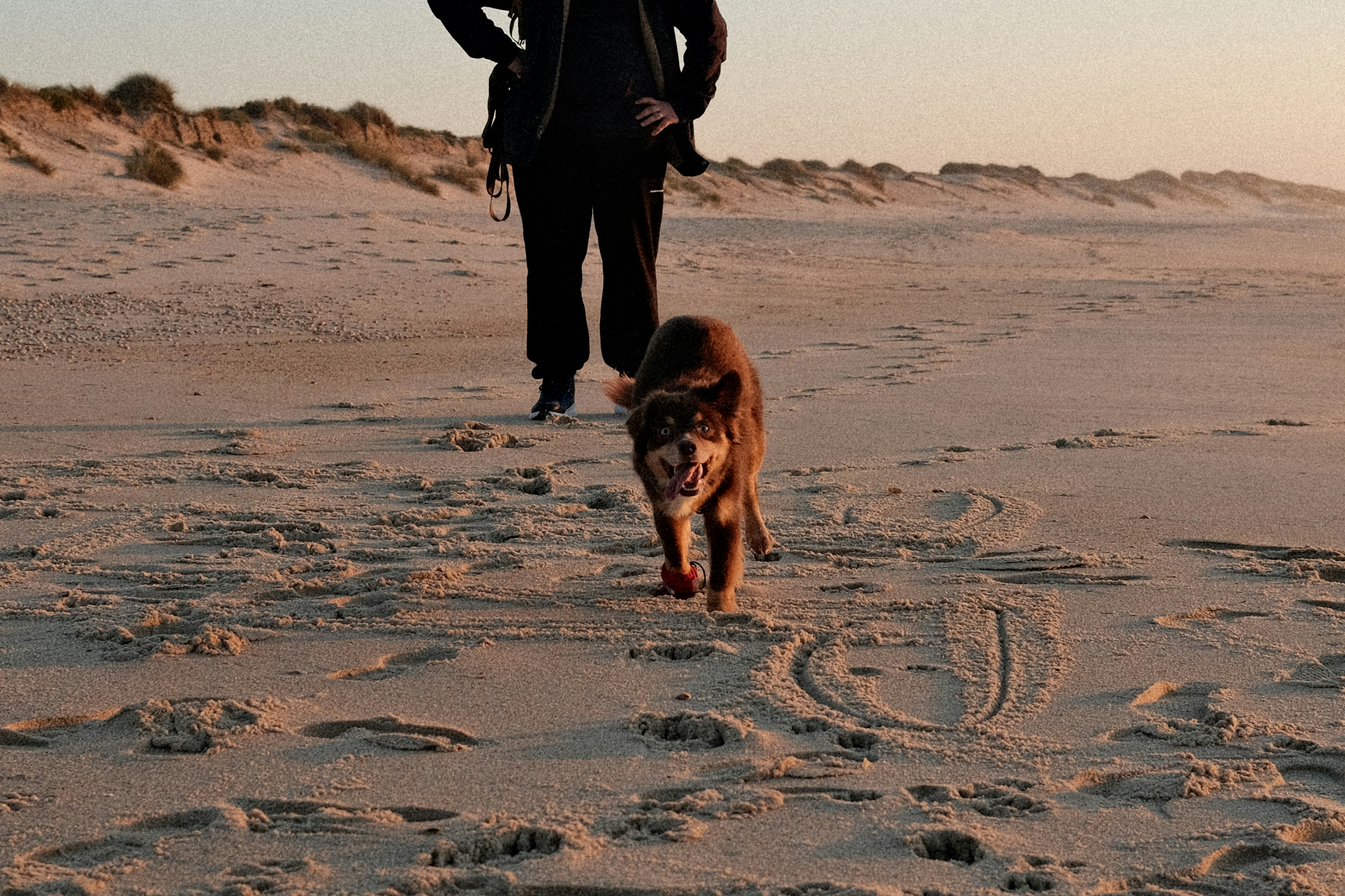 Golden Hour Fetch on Sandy Shores