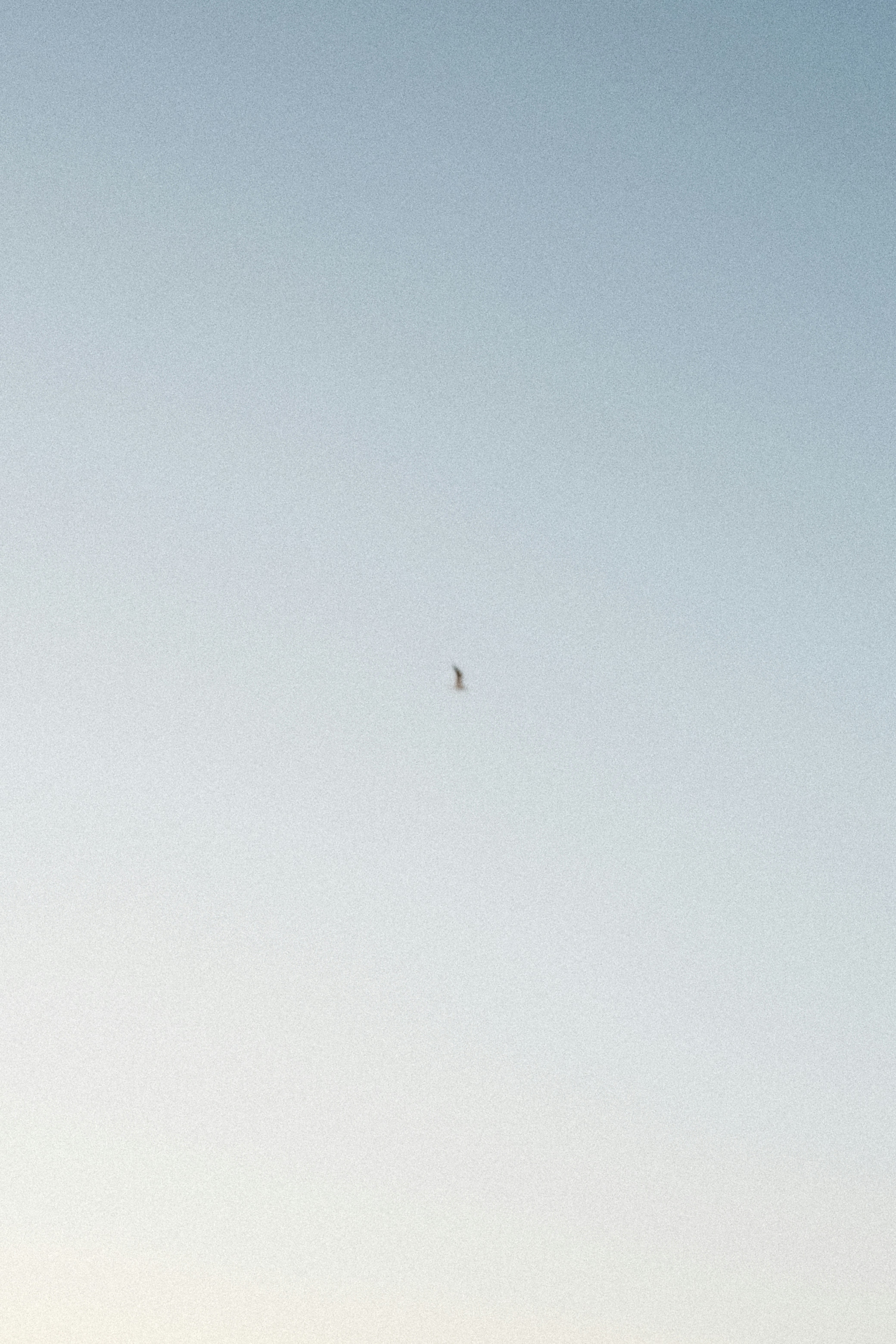 Soaring Solitude: A Bird's Journey Through the Sky