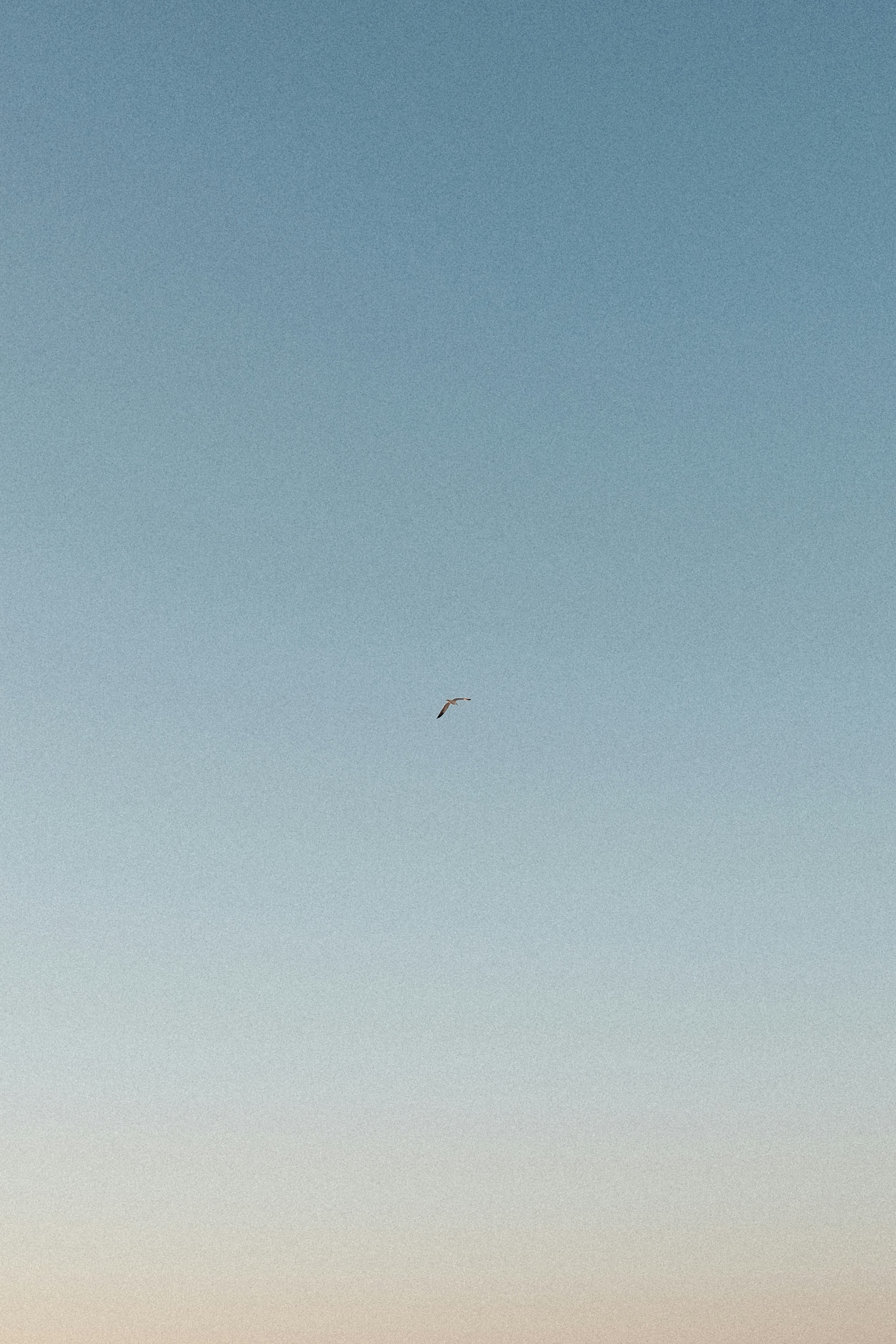 A lone bird gracefully gliding against a soft blue sky at dusk.