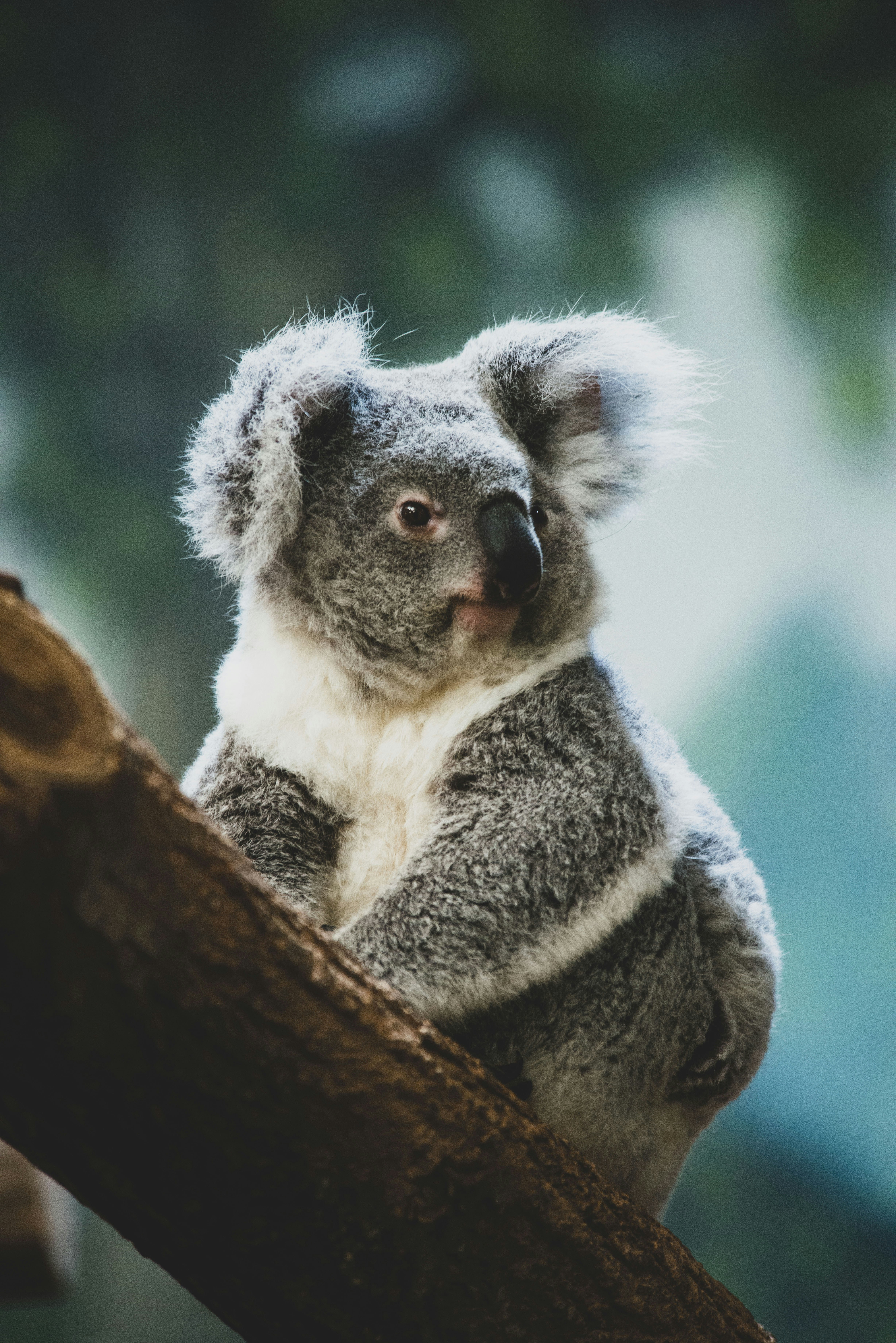 Gentle Gaze: Koala Perched on a Sunlit Branch