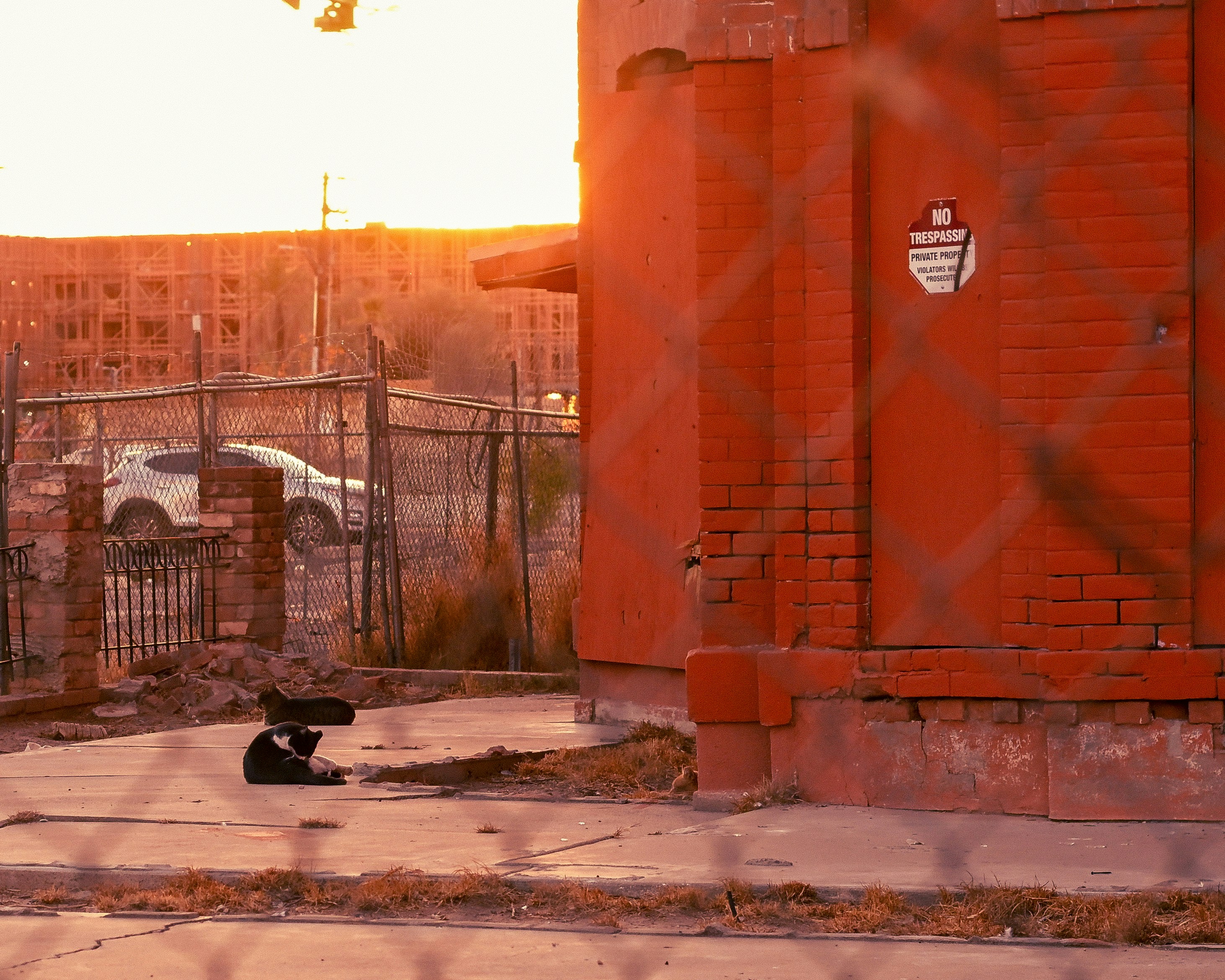 Whiskers at Dusk in the Urban Maze