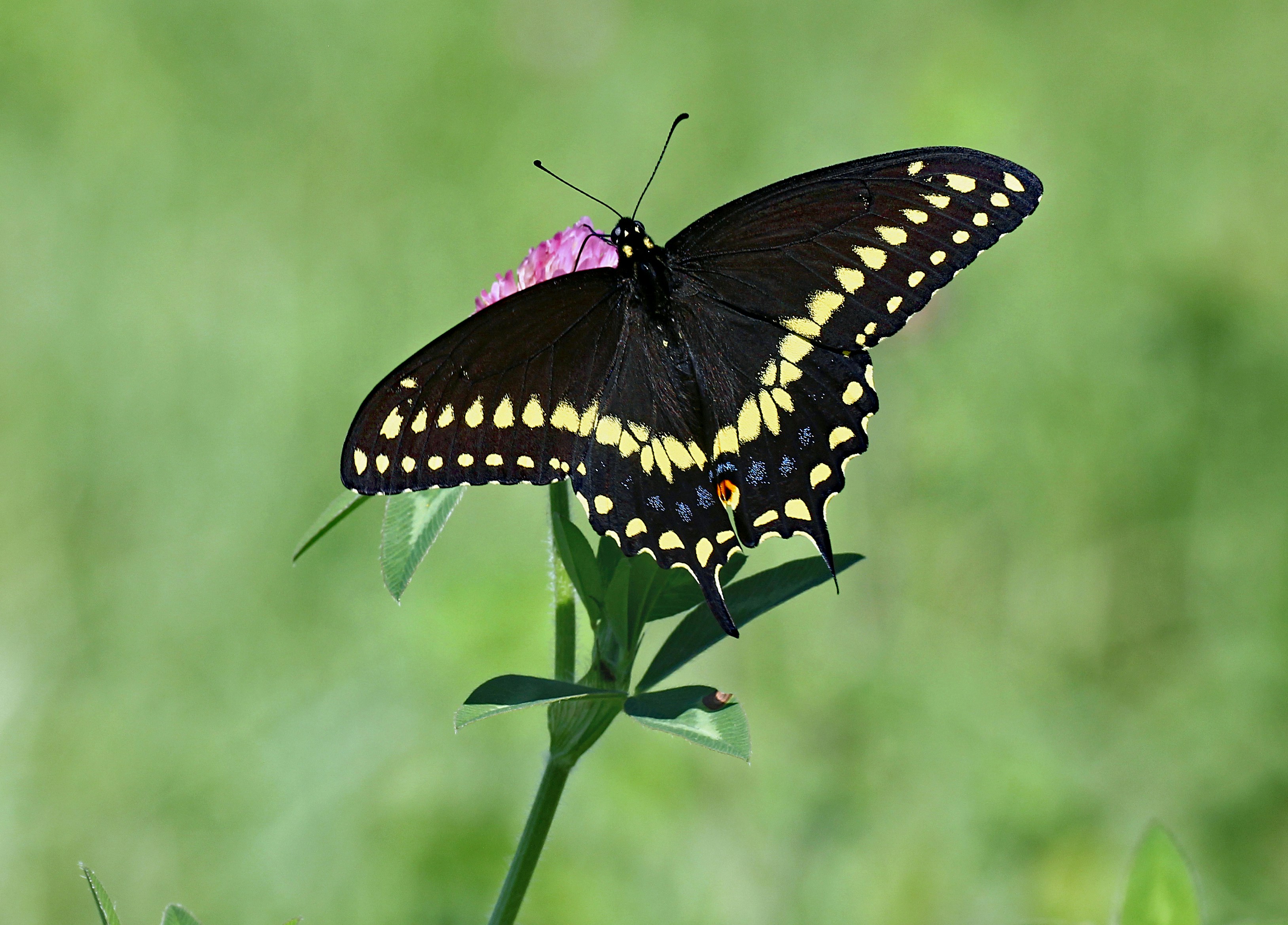 Butterfly Crowned in Morning Light on a Delicate Stem