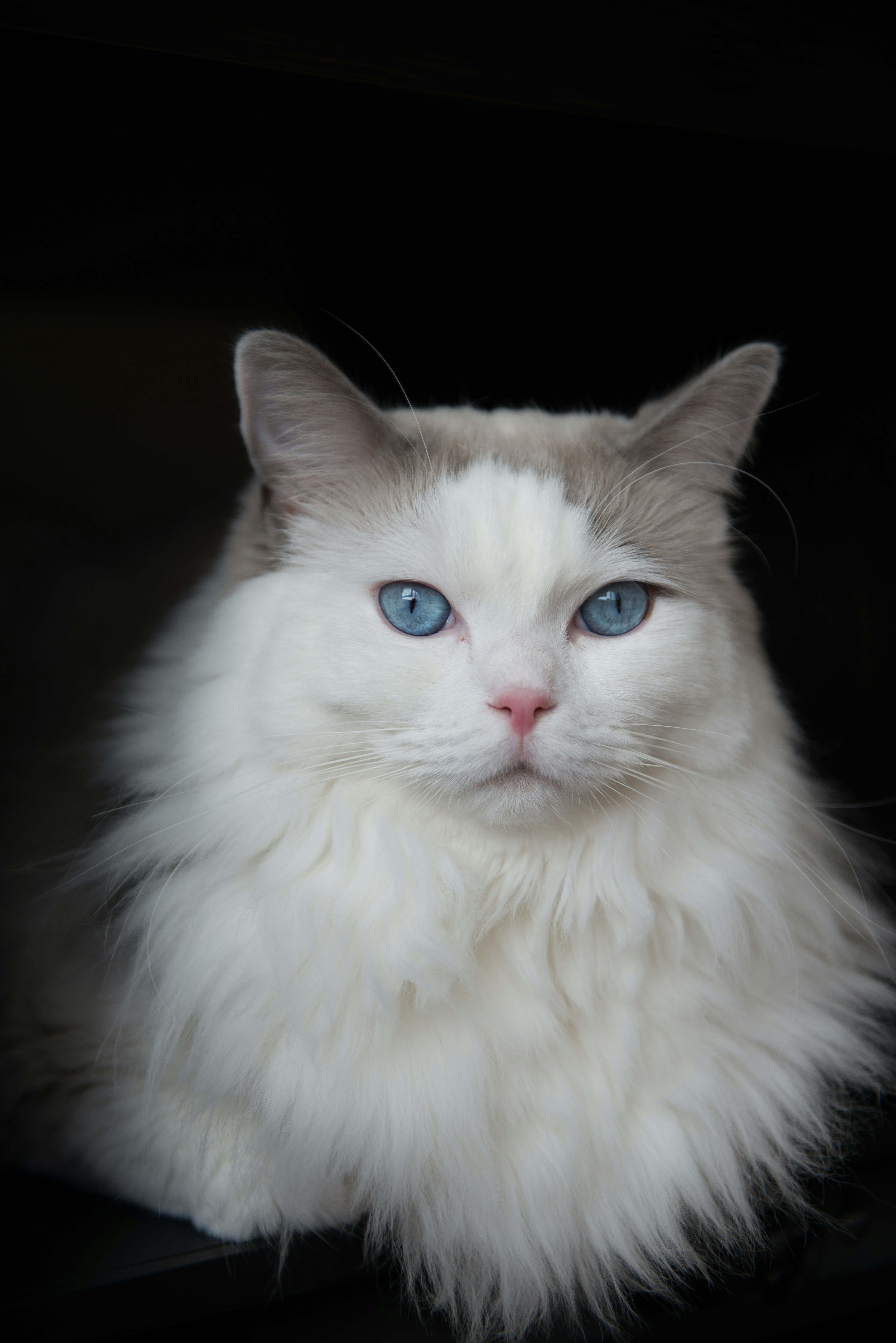 A white cat with blue eyes sitting down photo – Free Cat Image on Unsplash