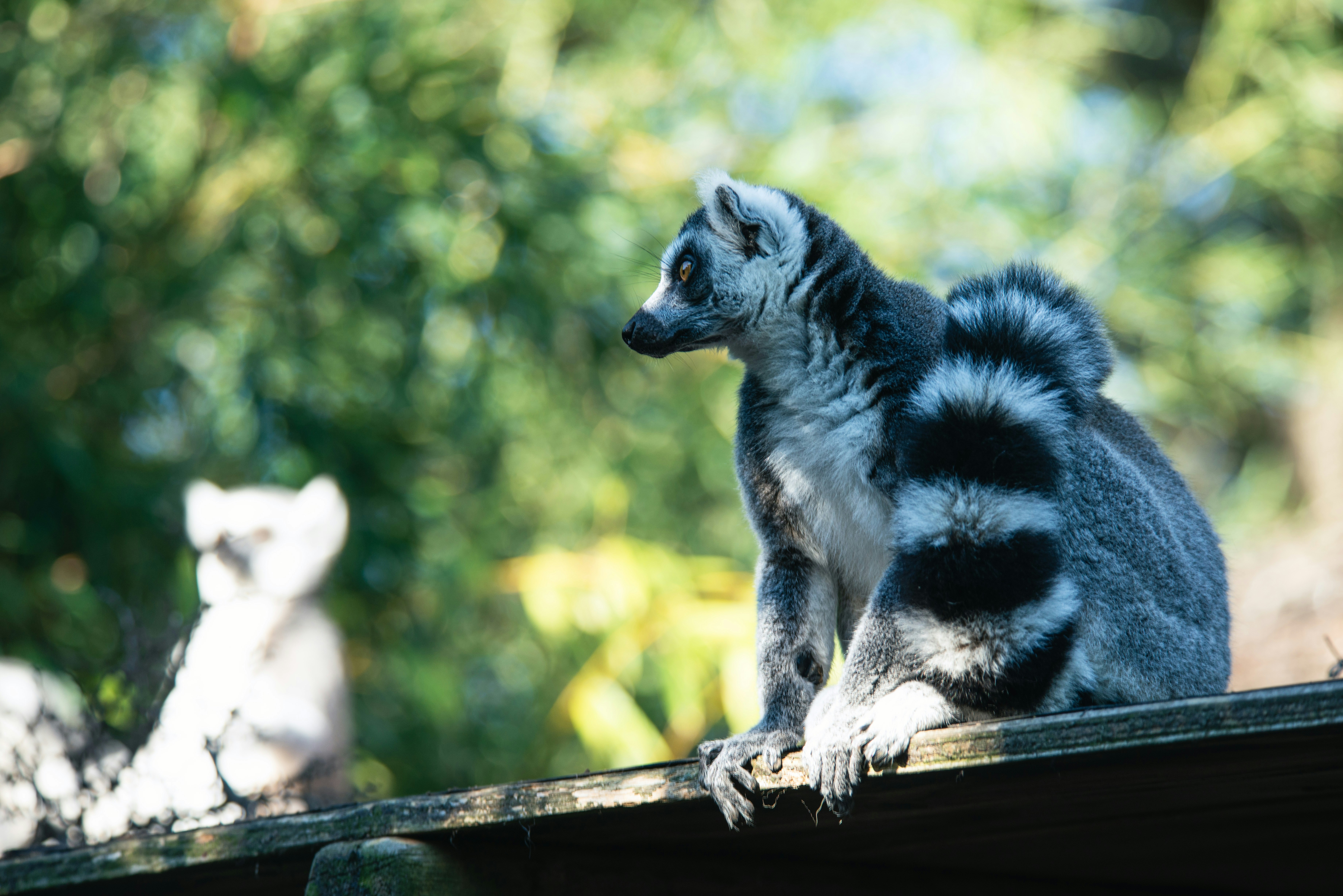Curious Ring-Tailed Snap: A Grey Lemur Perches on a Wooden Rafter