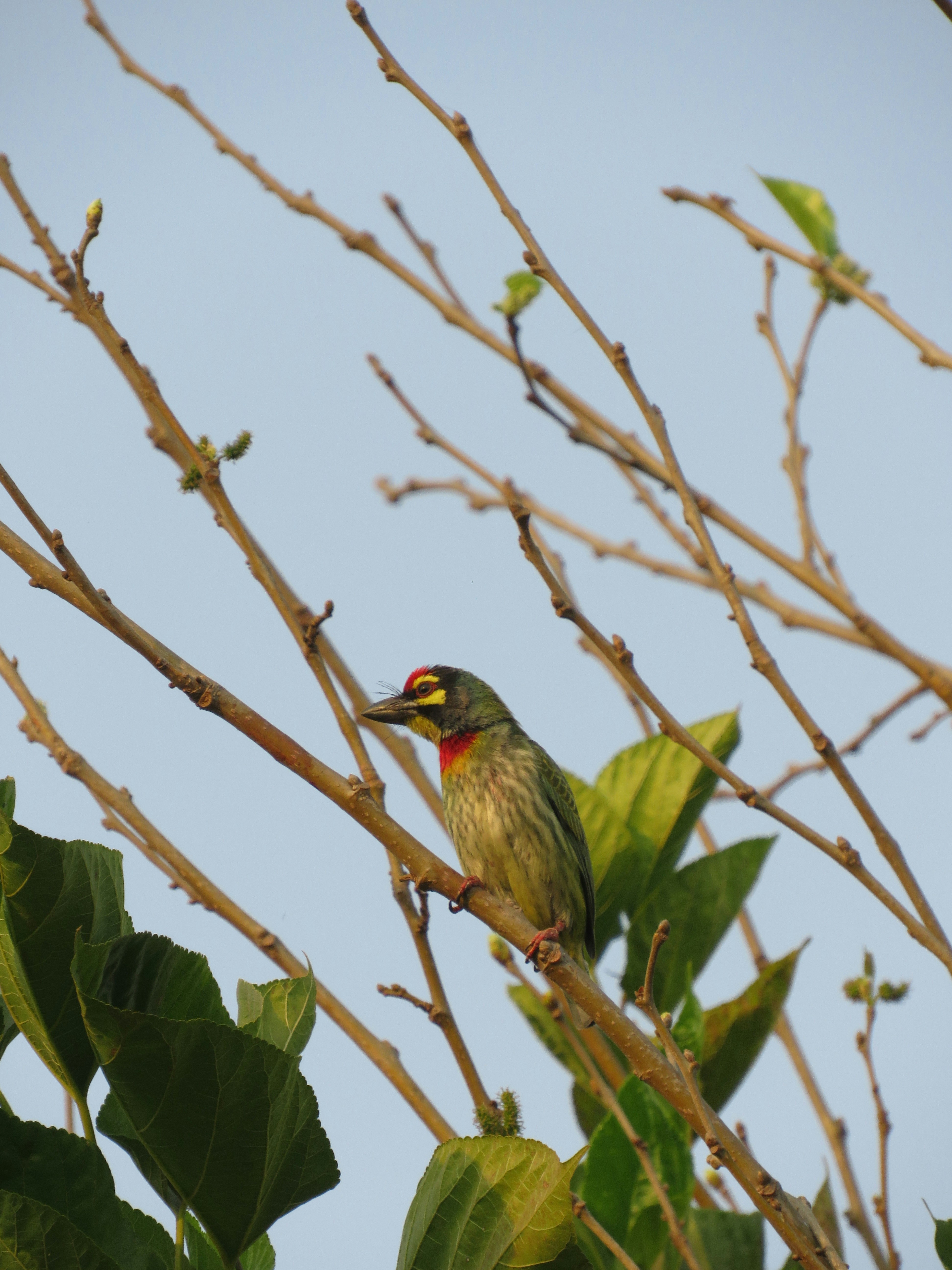 Crimson-Throated Green Perch Among Bare Branches Under a Pale Sky