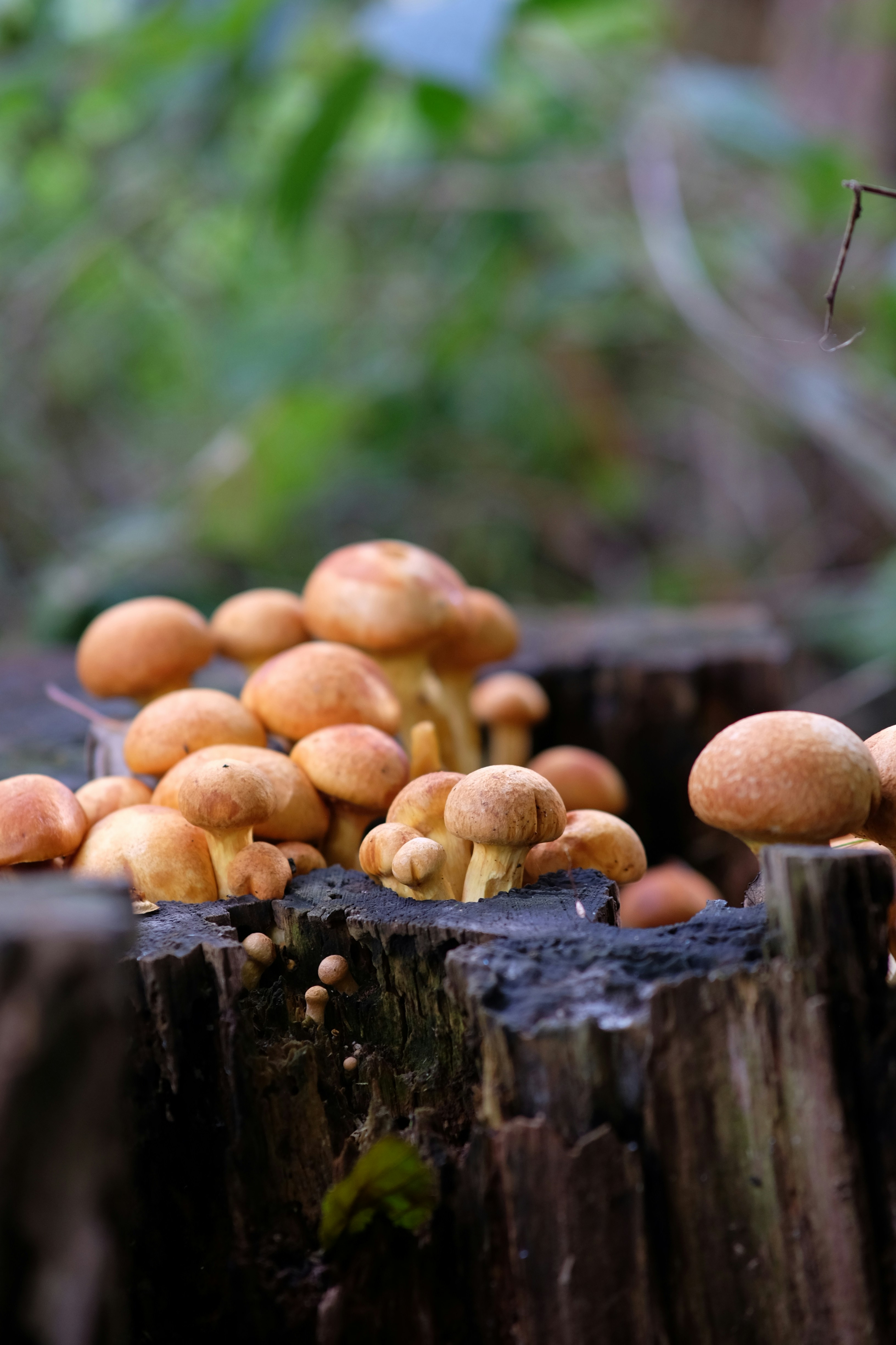 Golden Mushroom Chorus on a Weathered Log