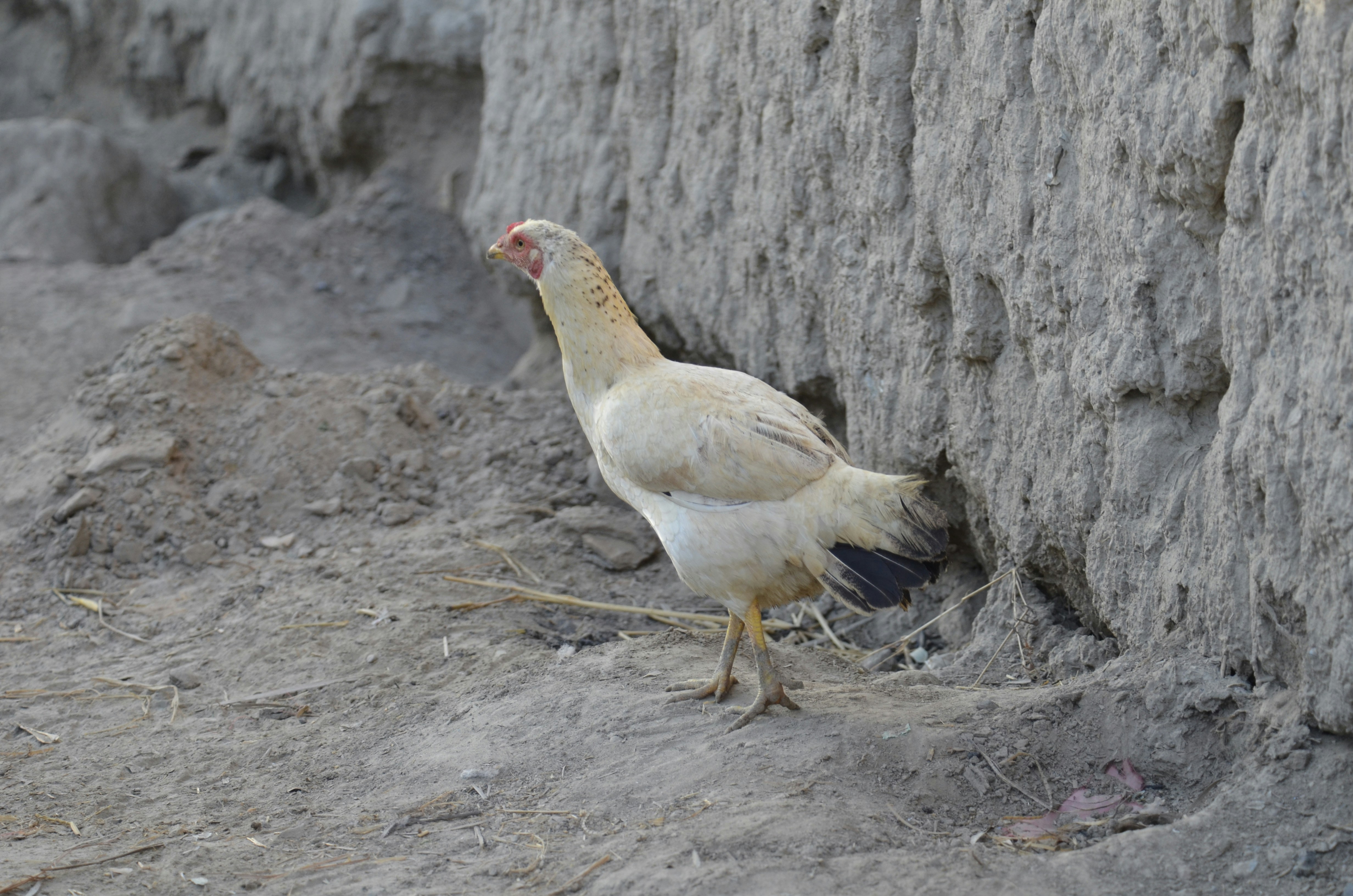 Threshold of Dust: A White Hen by the Mudbrick Wall
