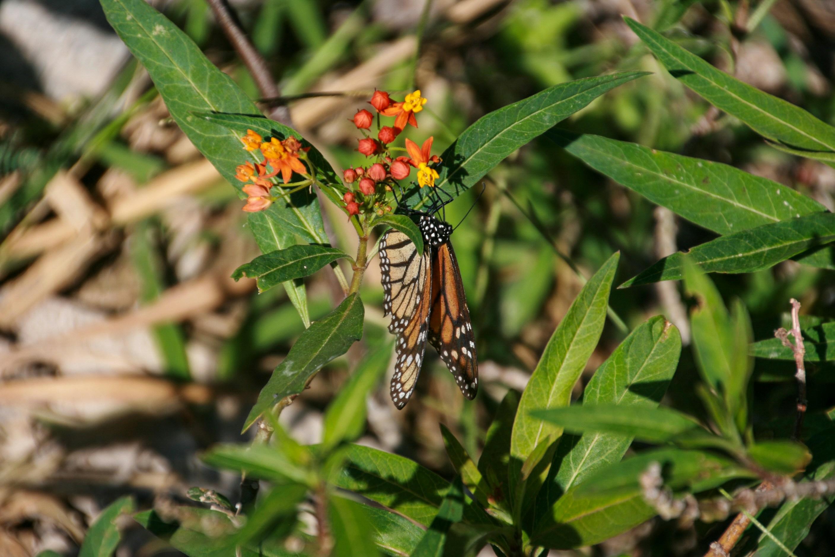 Butterfly resting on orange and yellow flowers amidst green foliage in natural light.