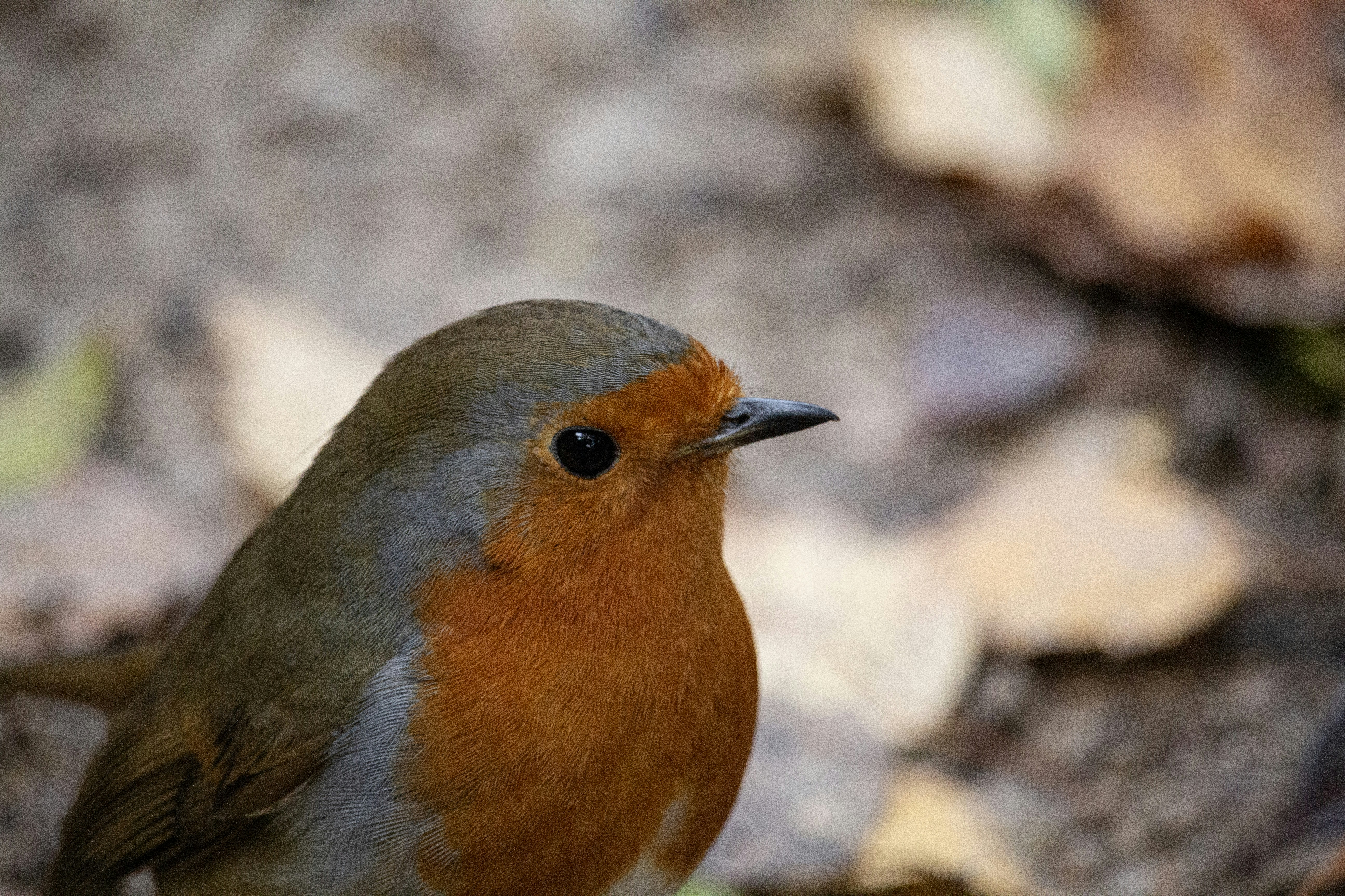 Robin with vivid orange breast against a blurred backdrop of autumn leaves.