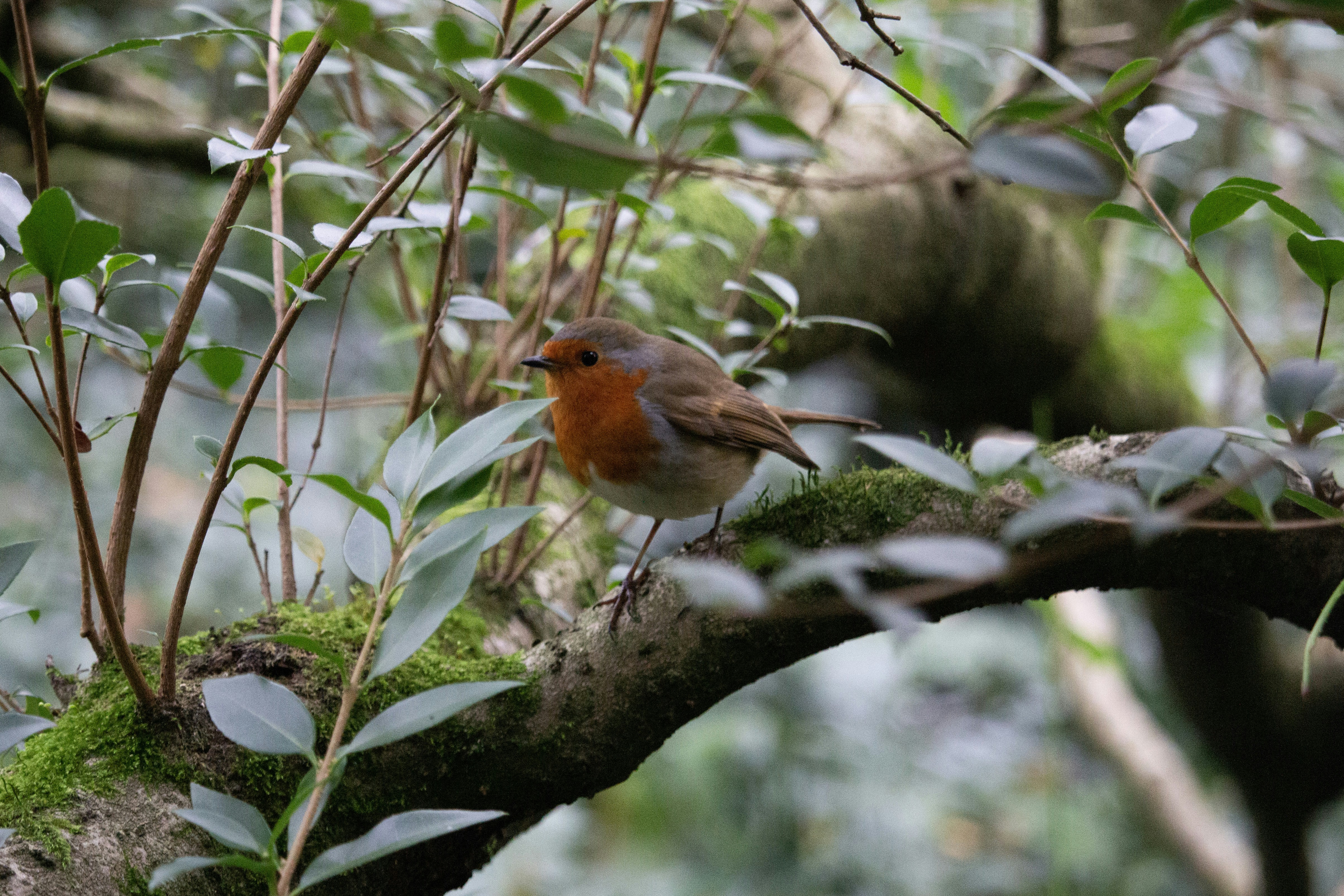 Robin with orange chest perched on mossy branch amid lush green leaves.