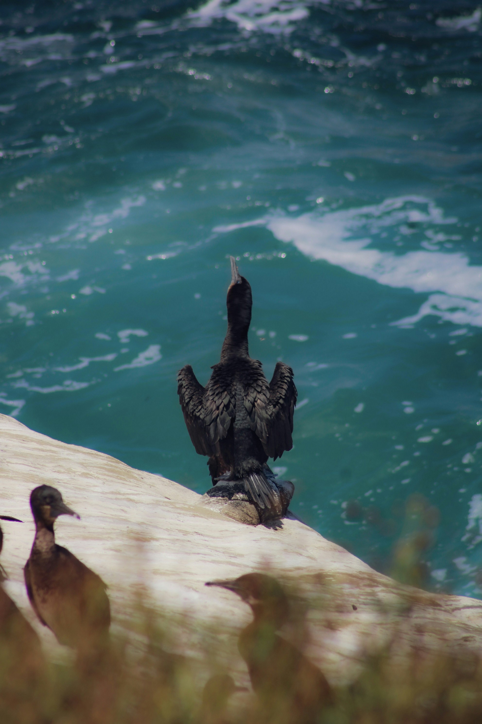 Cormorant on sunlit cliff surveying turquoise surf