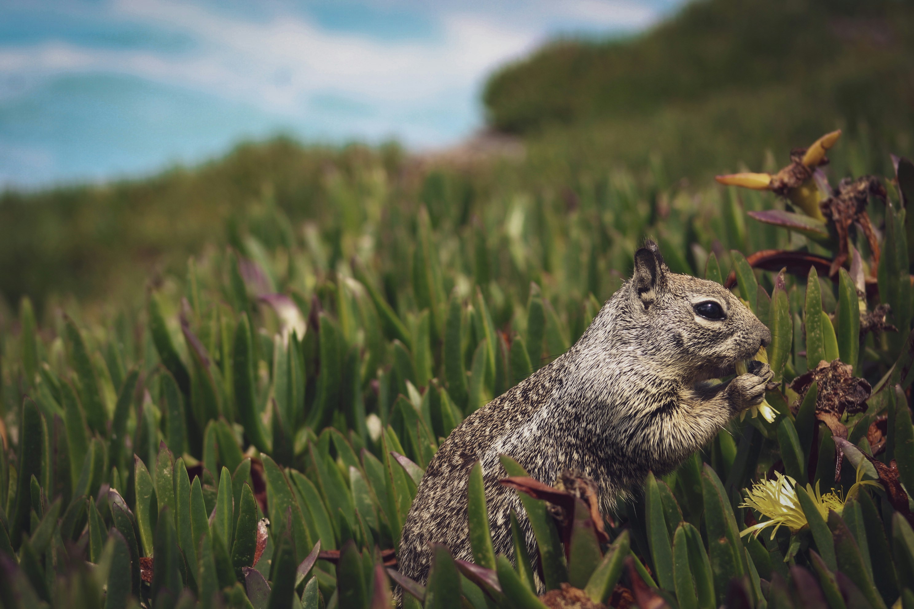 Curious Squirrel Nibbles Among a Sea of Green Foliage