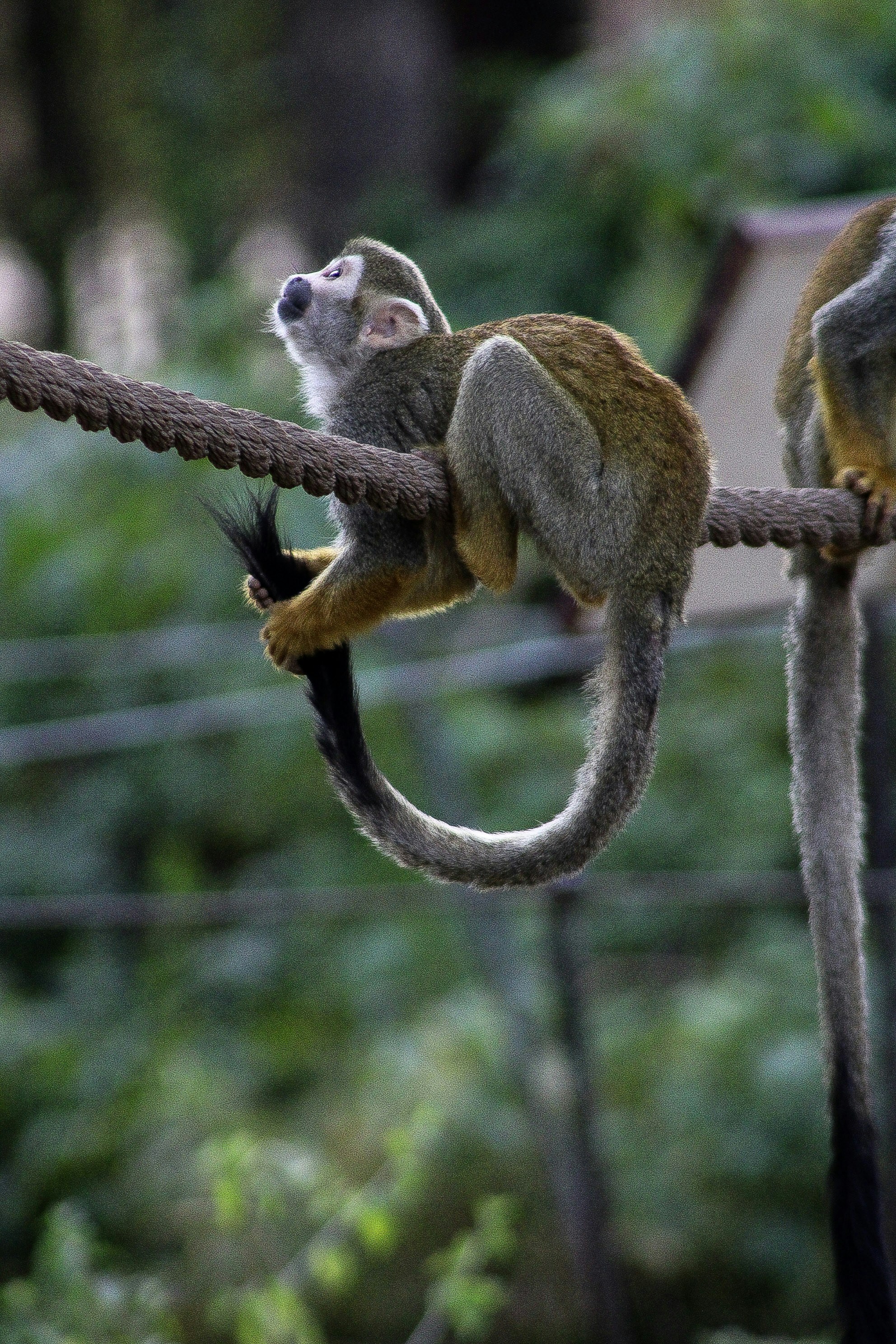 A couple of monkeys sitting on top of a rope photo – Free Animal Image on Unsplash