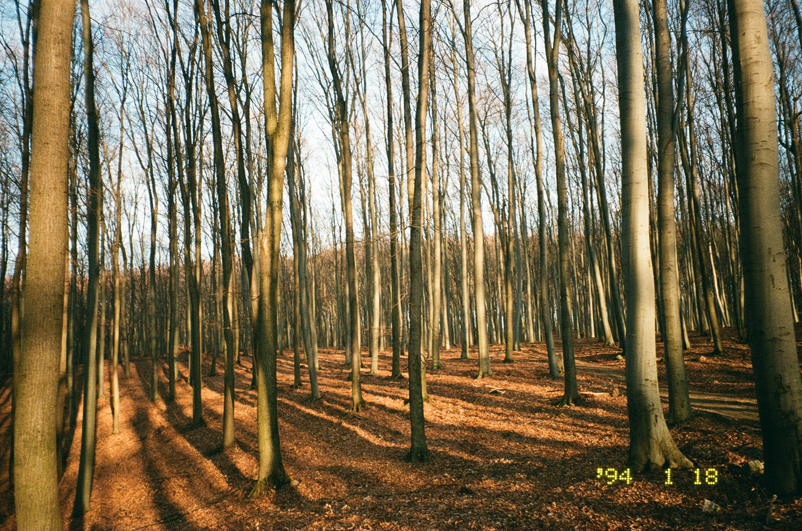 A forest filled with lots of tall trees photo – Free Forest Image on ...