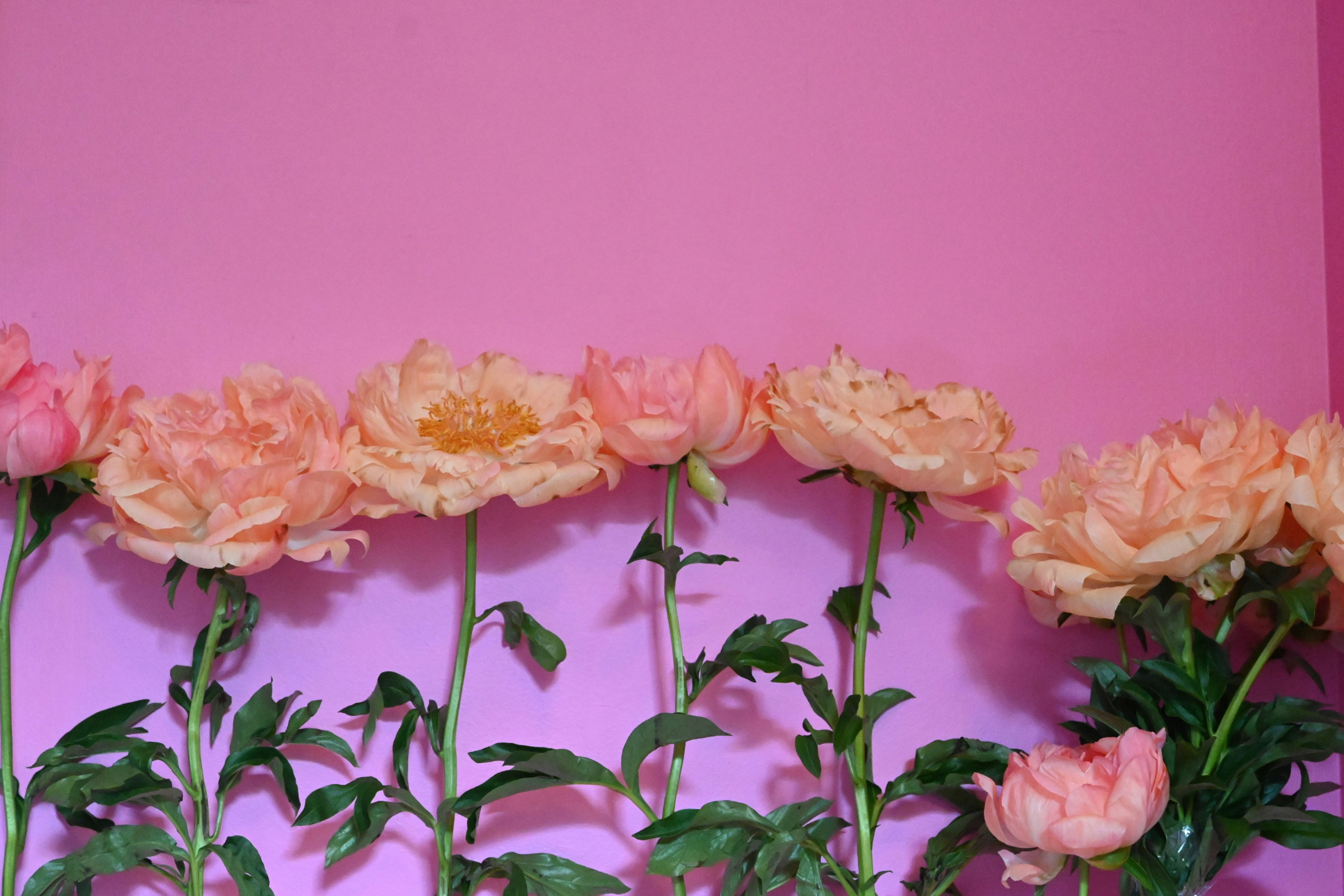 Petal Parade Along a Pink Wall