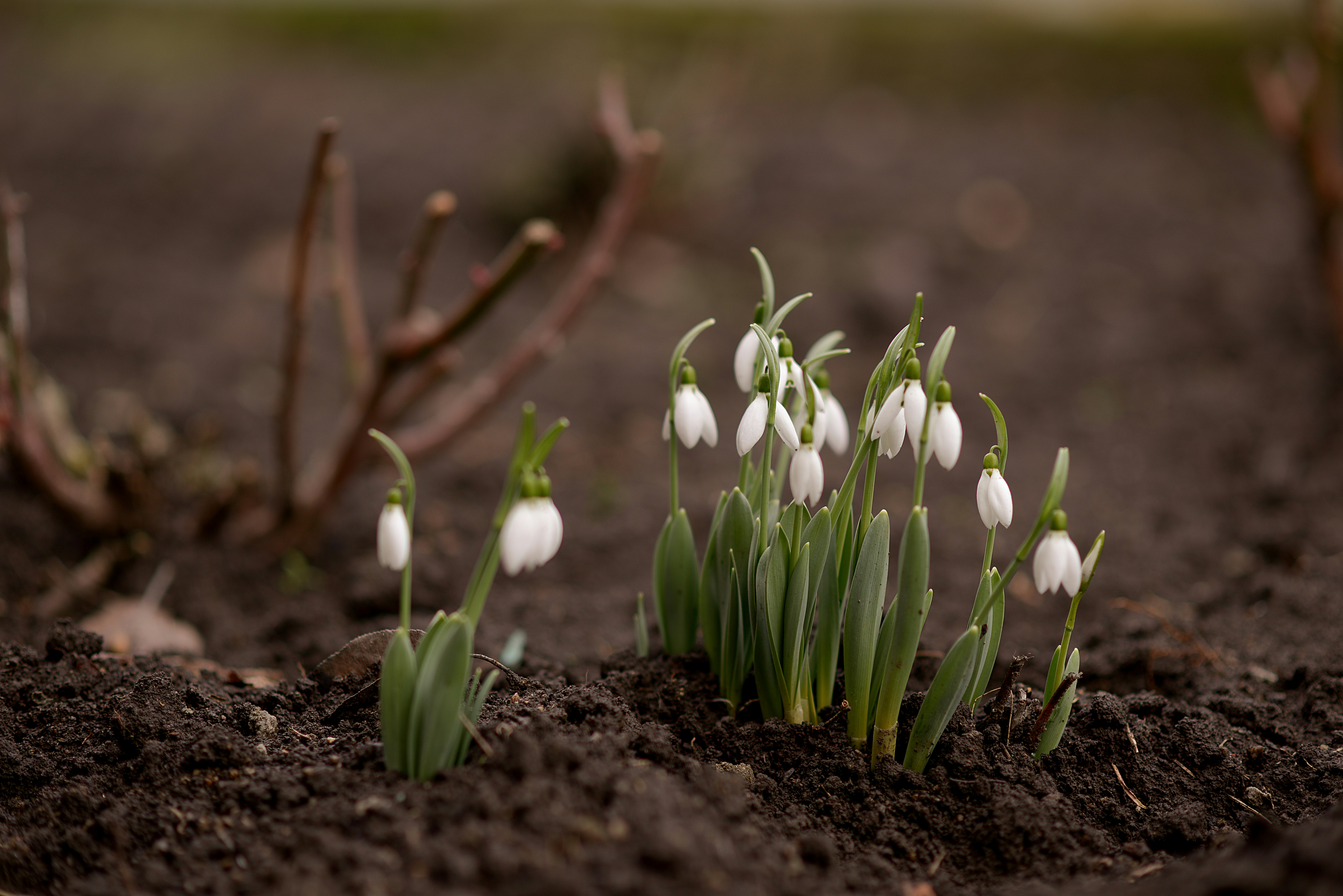 A group of snowdrops growing in the dirt photo – Free Unique and rare ...