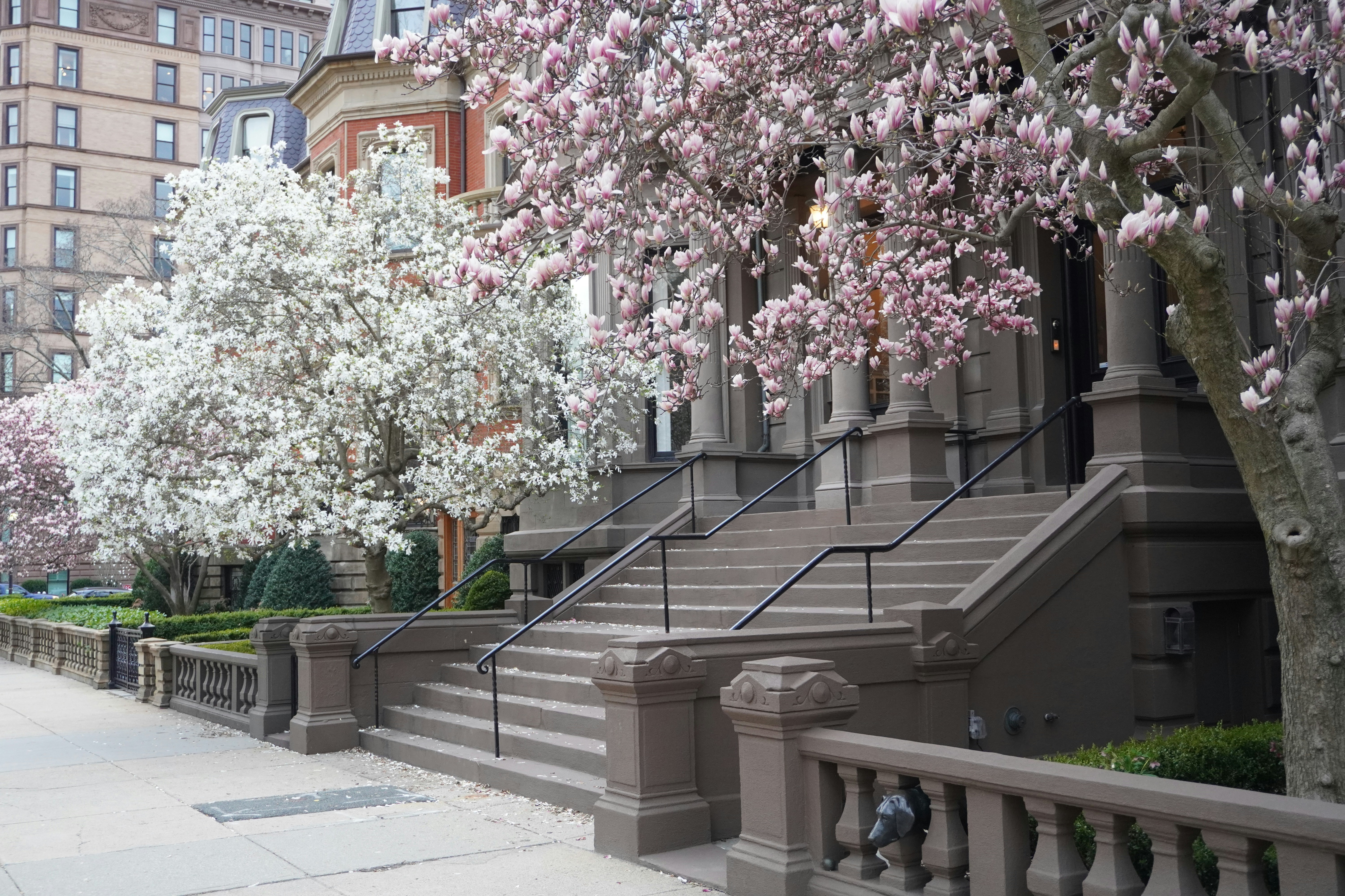 Stairs Between Petals: A Brownstone Framed by Spring Bloom