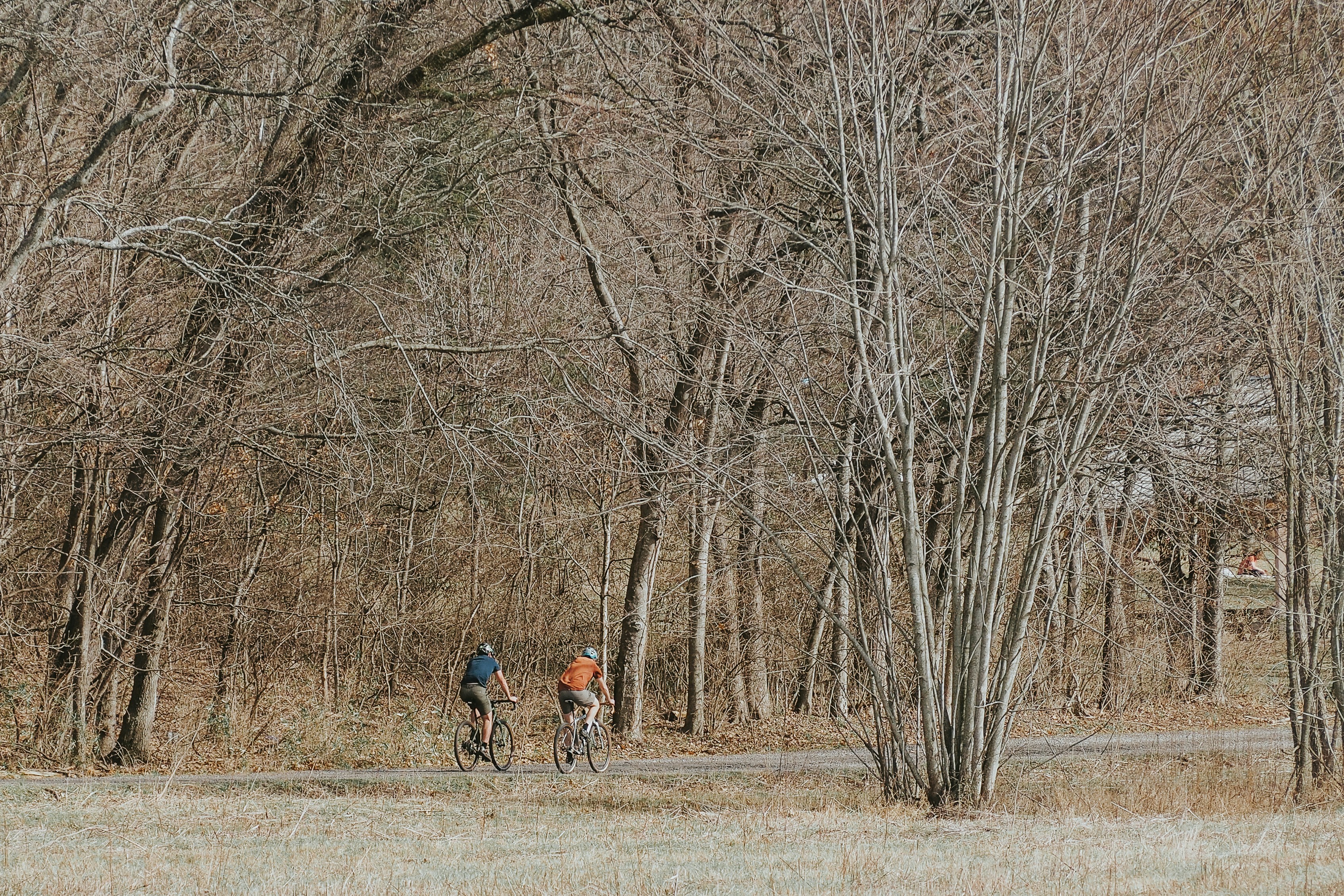 Two Cyclists Move Through a Quiet, Bare-Tree Forest Corridor