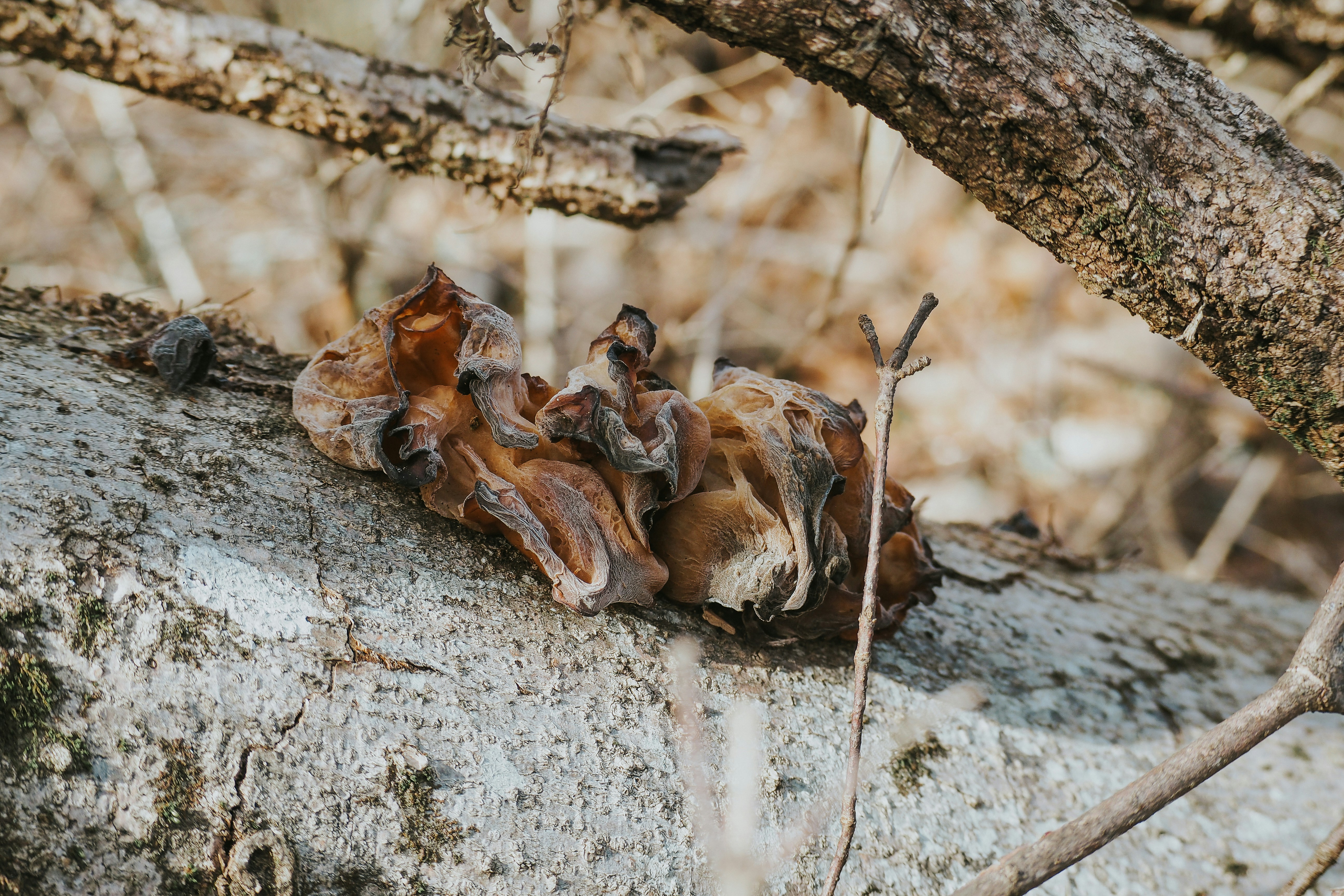 A group of birds sitting on top of a tree branch