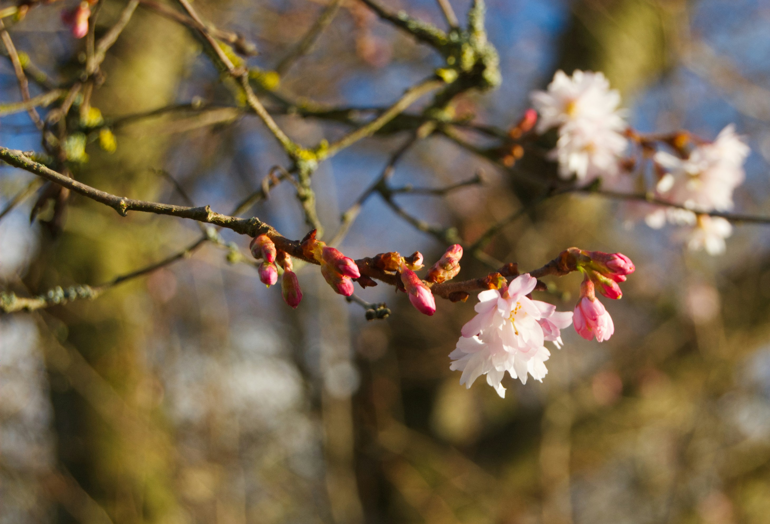 Petals in Focus: A Quiet Close-Up of Cherry Blossom Buds