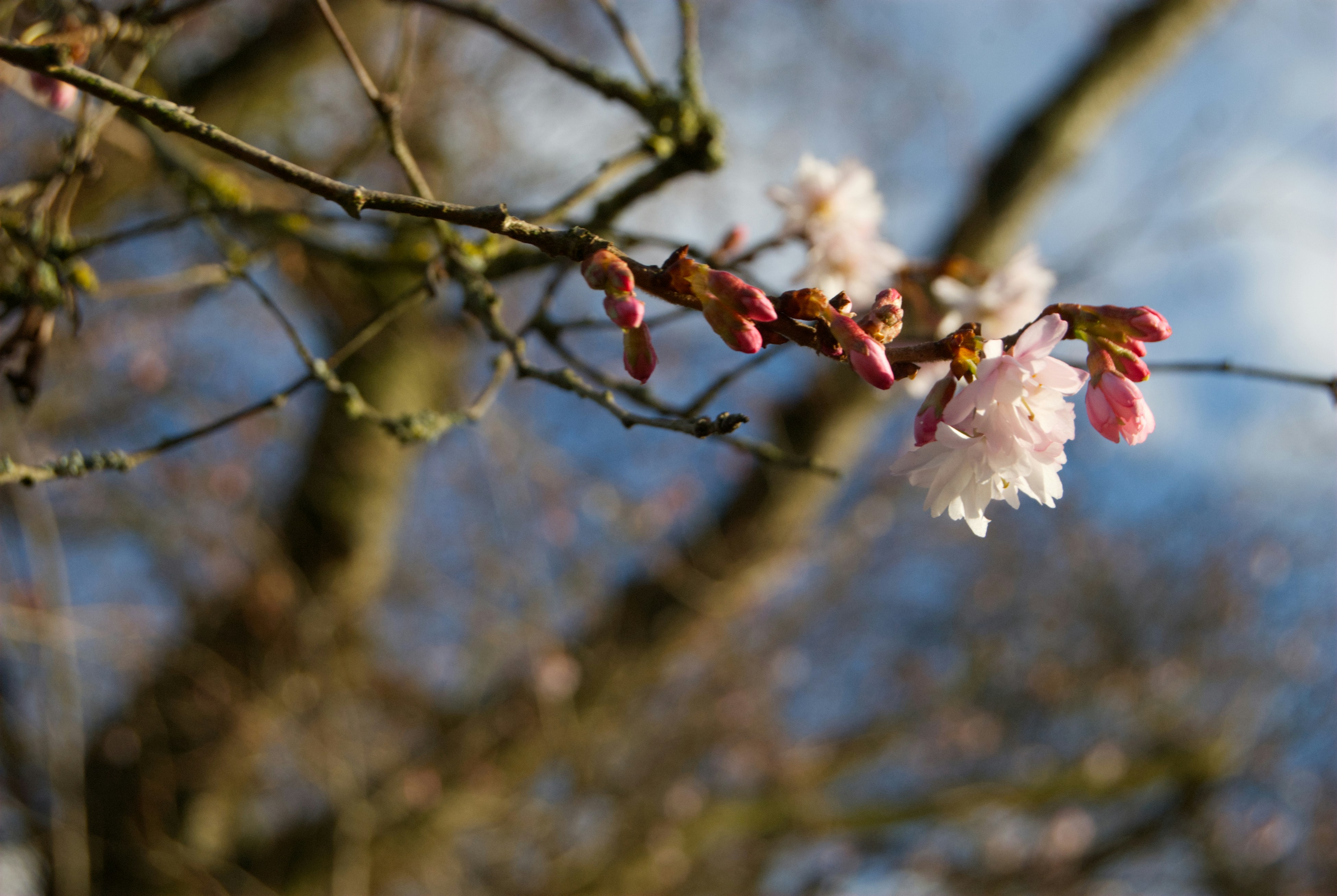 Single Cherry Blossom in Sharp Focus Against a Soft Spring Blur