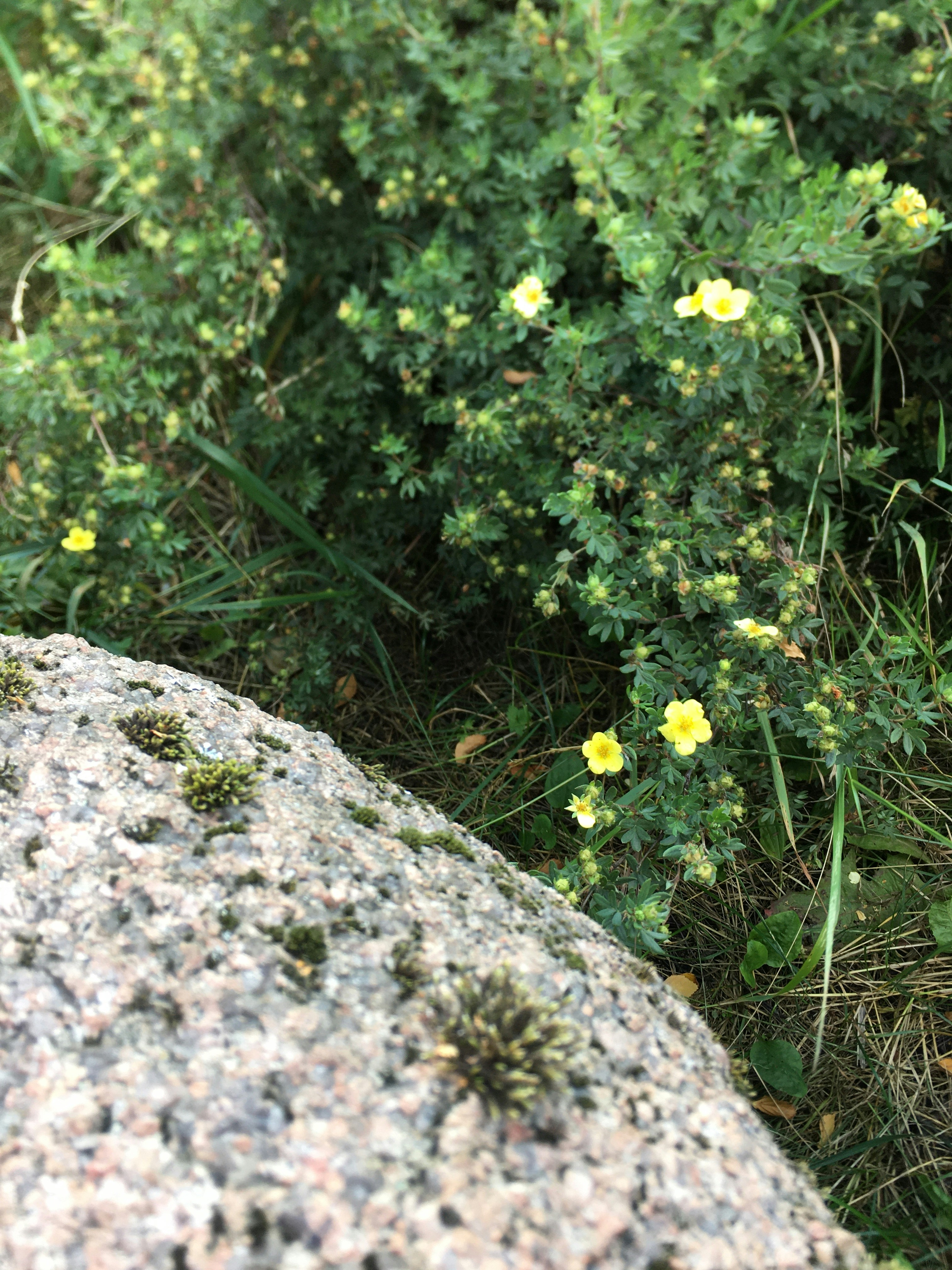 Sunlit Yellow Blooms Guard the Mossy Rock Edge