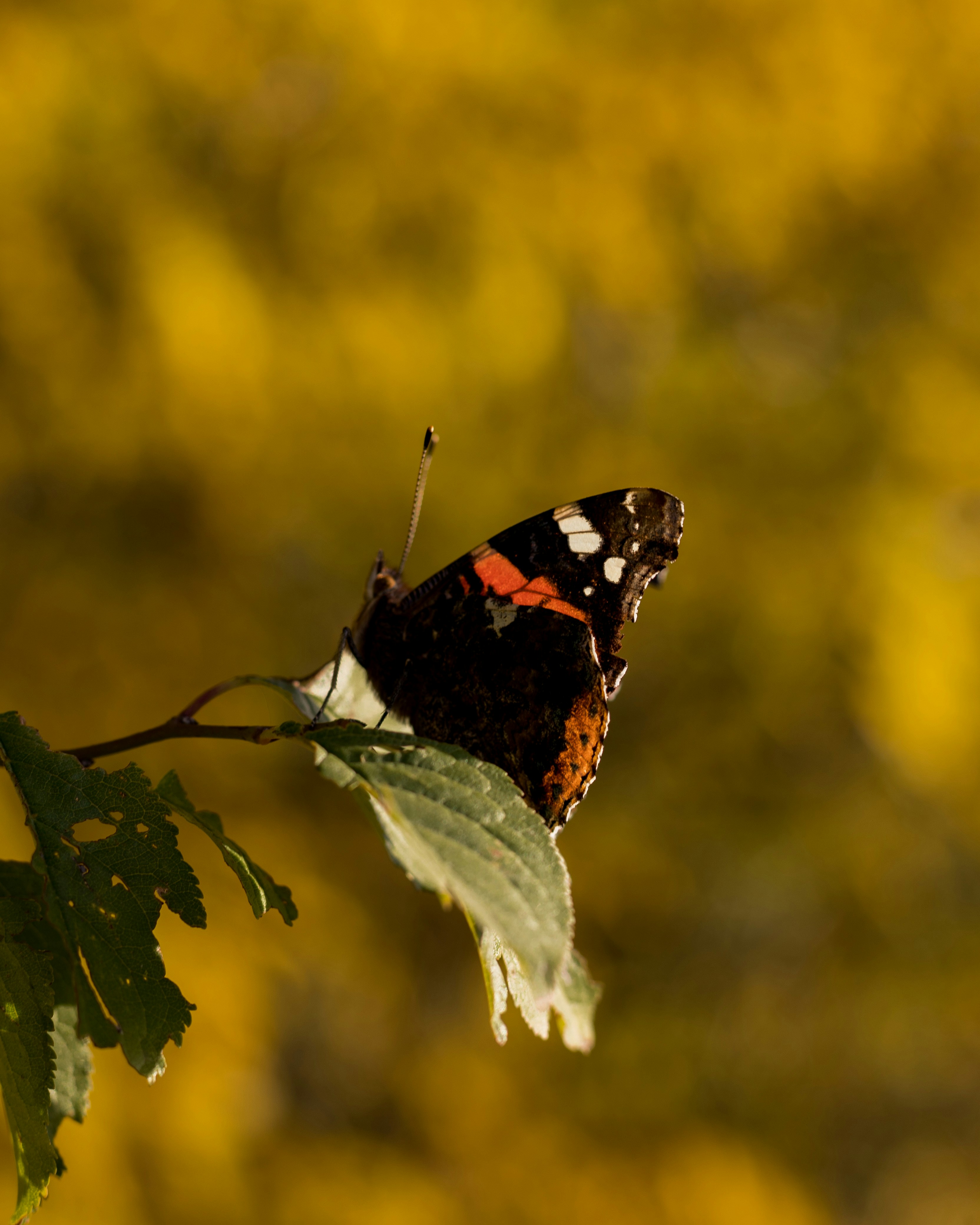 Red Admiral on a sunlit leaf against autumn gold