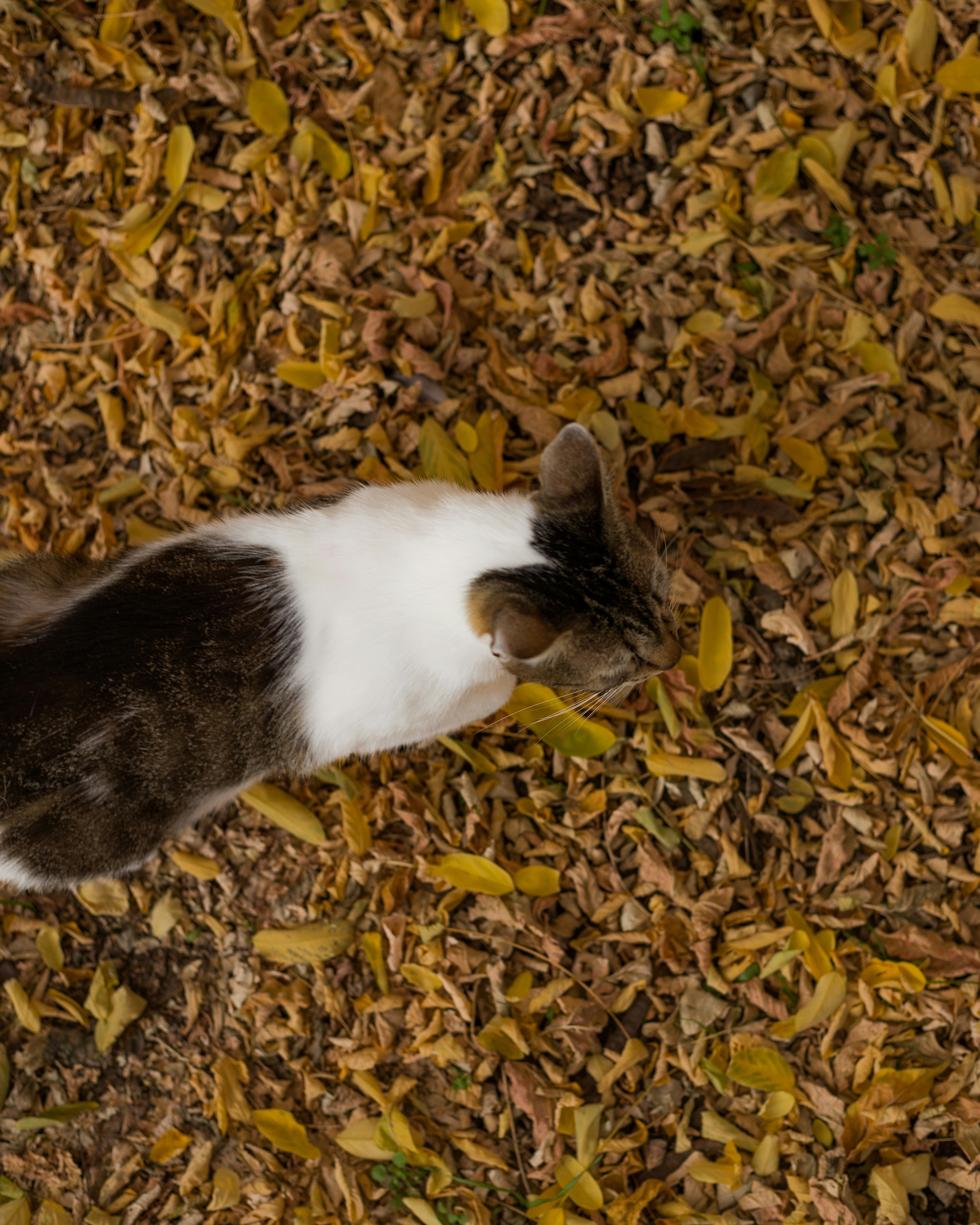 Autumn Ground: A Black-and-White Cat Among Golden Leaves
