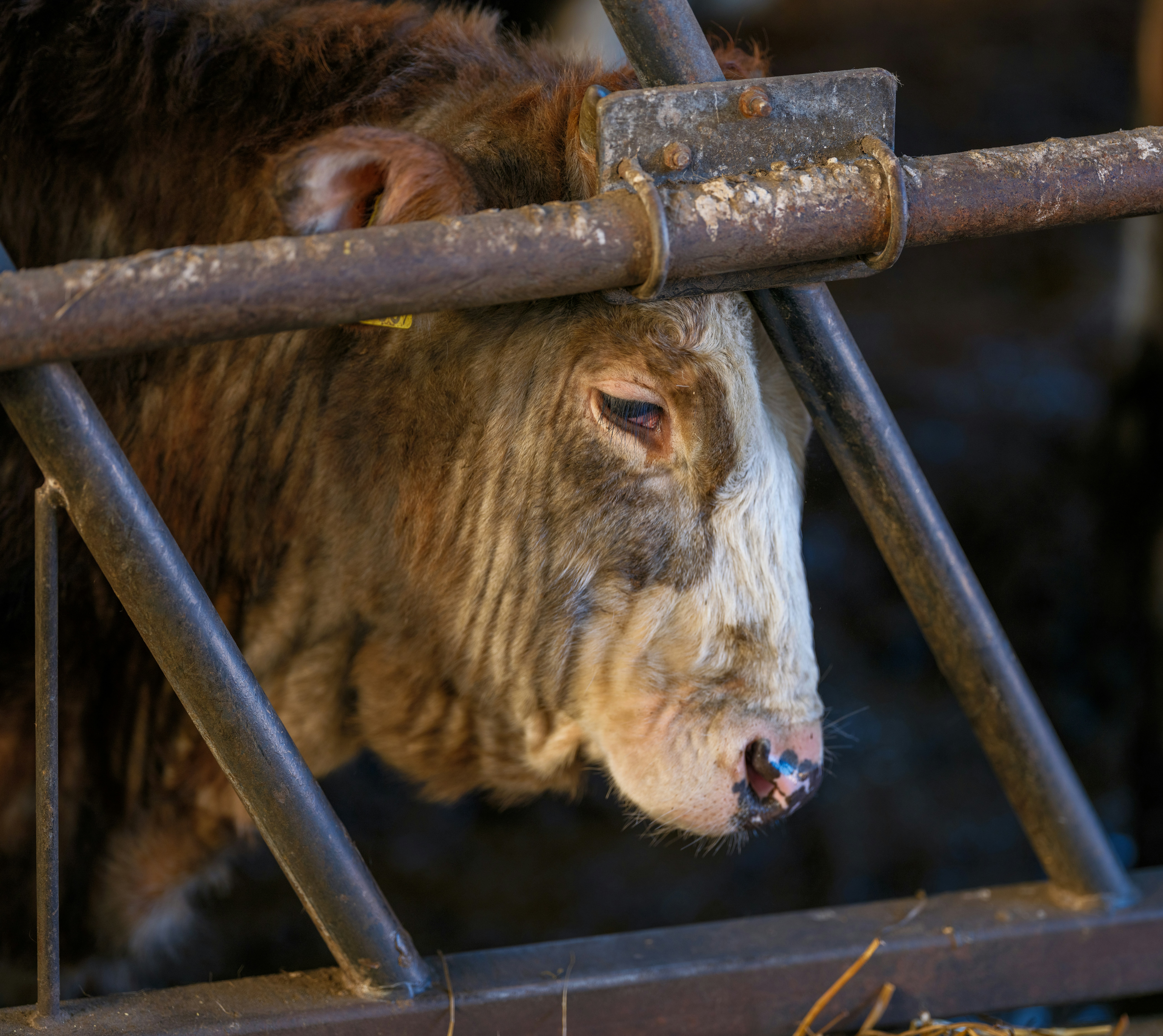 Iron Grilles, Soft Gaze: A Barnyard Portrait