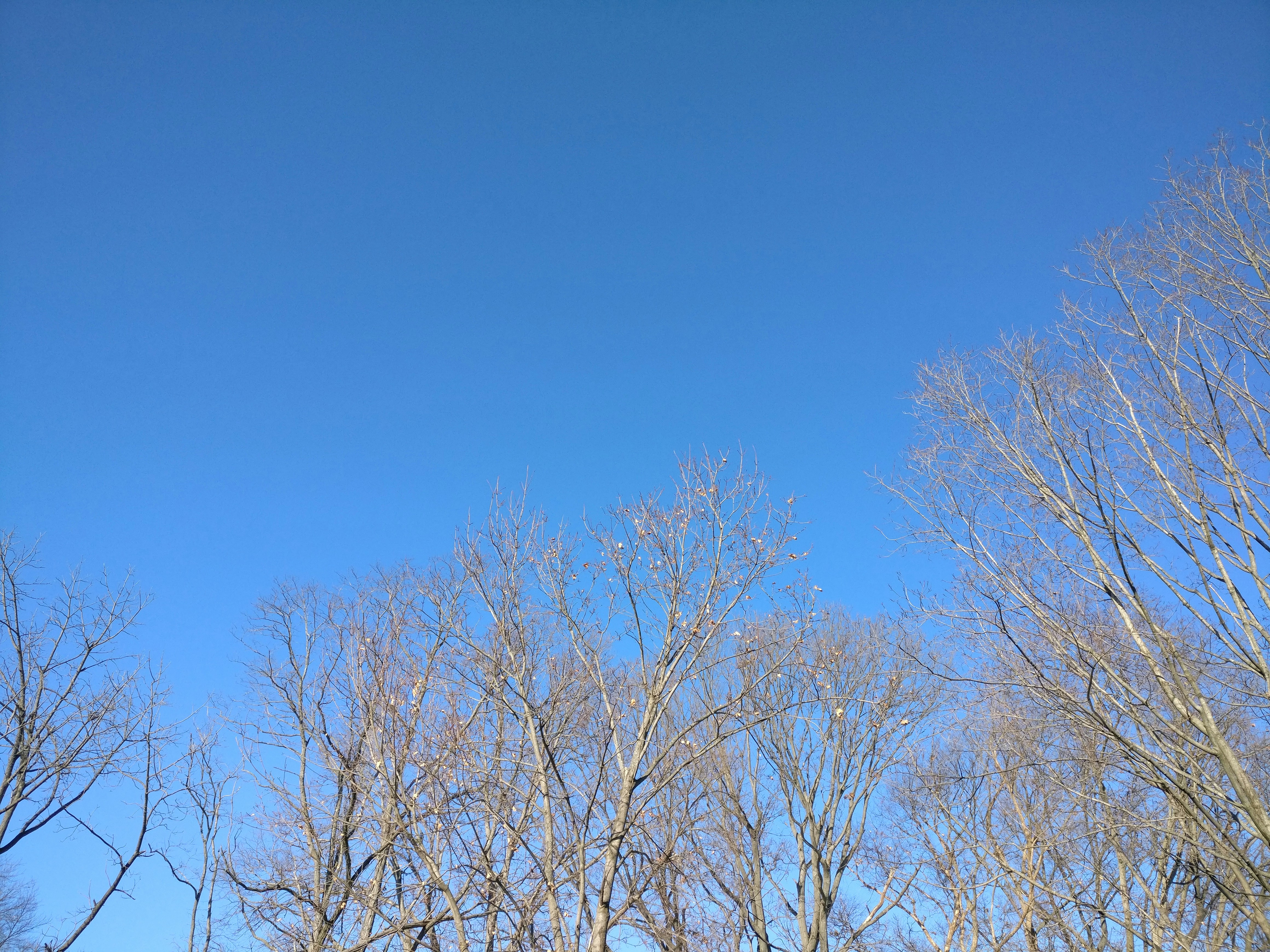 Winter Canopy: Bare Branches Framed by a Cobalt Sky