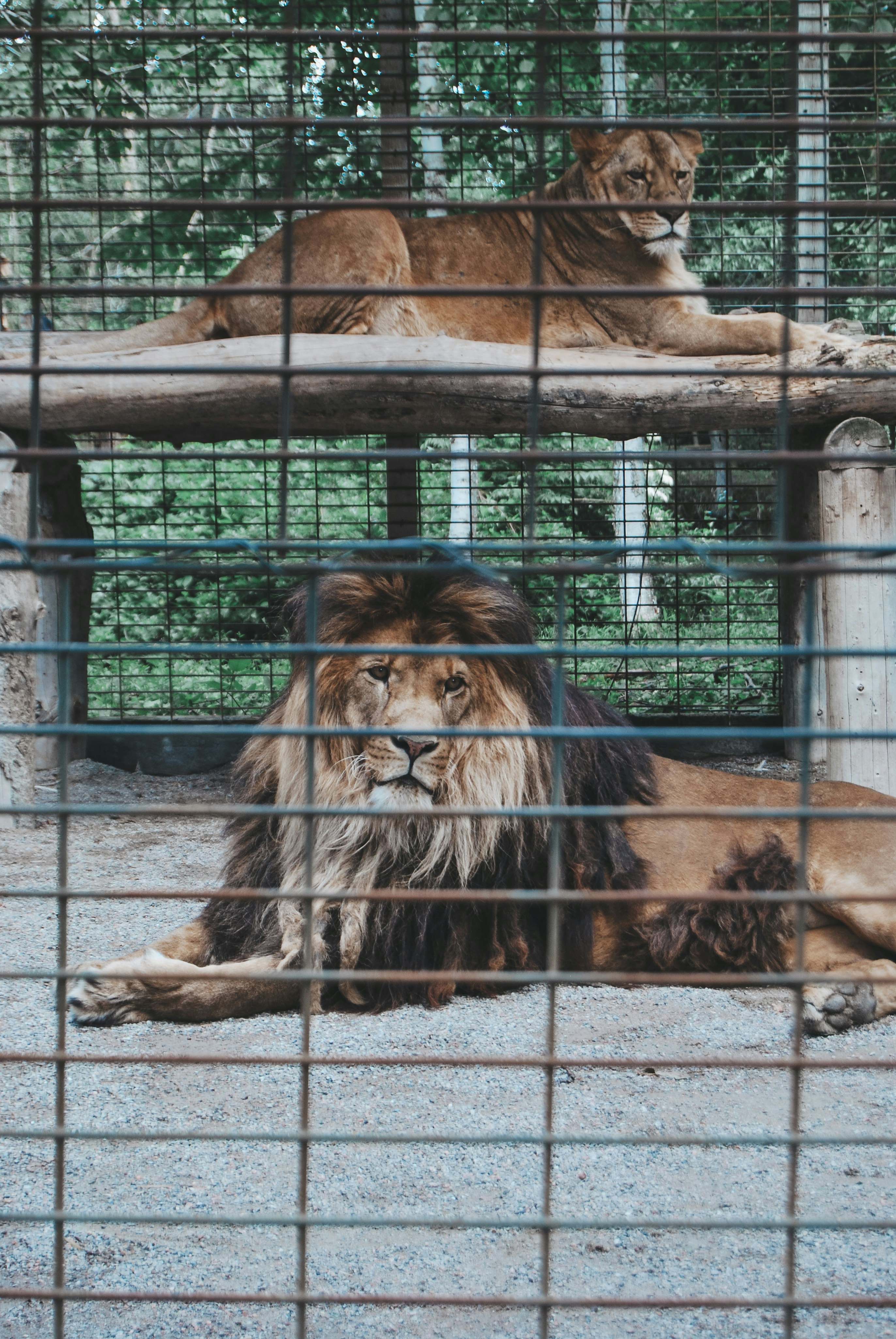 A group of lions sitting inside of a cage photo – Free Zoo Image on ...